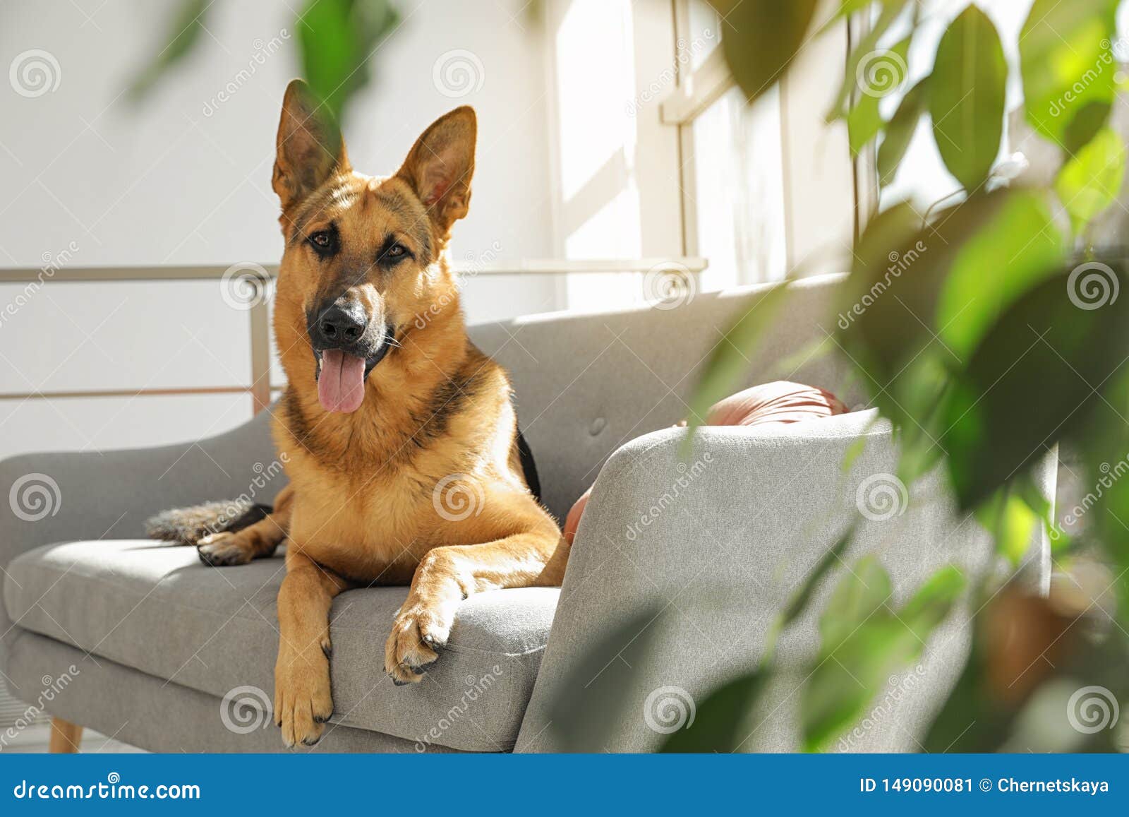 German Shepherd Lying on Sofa in Room Stock Image - Image of indoors ...