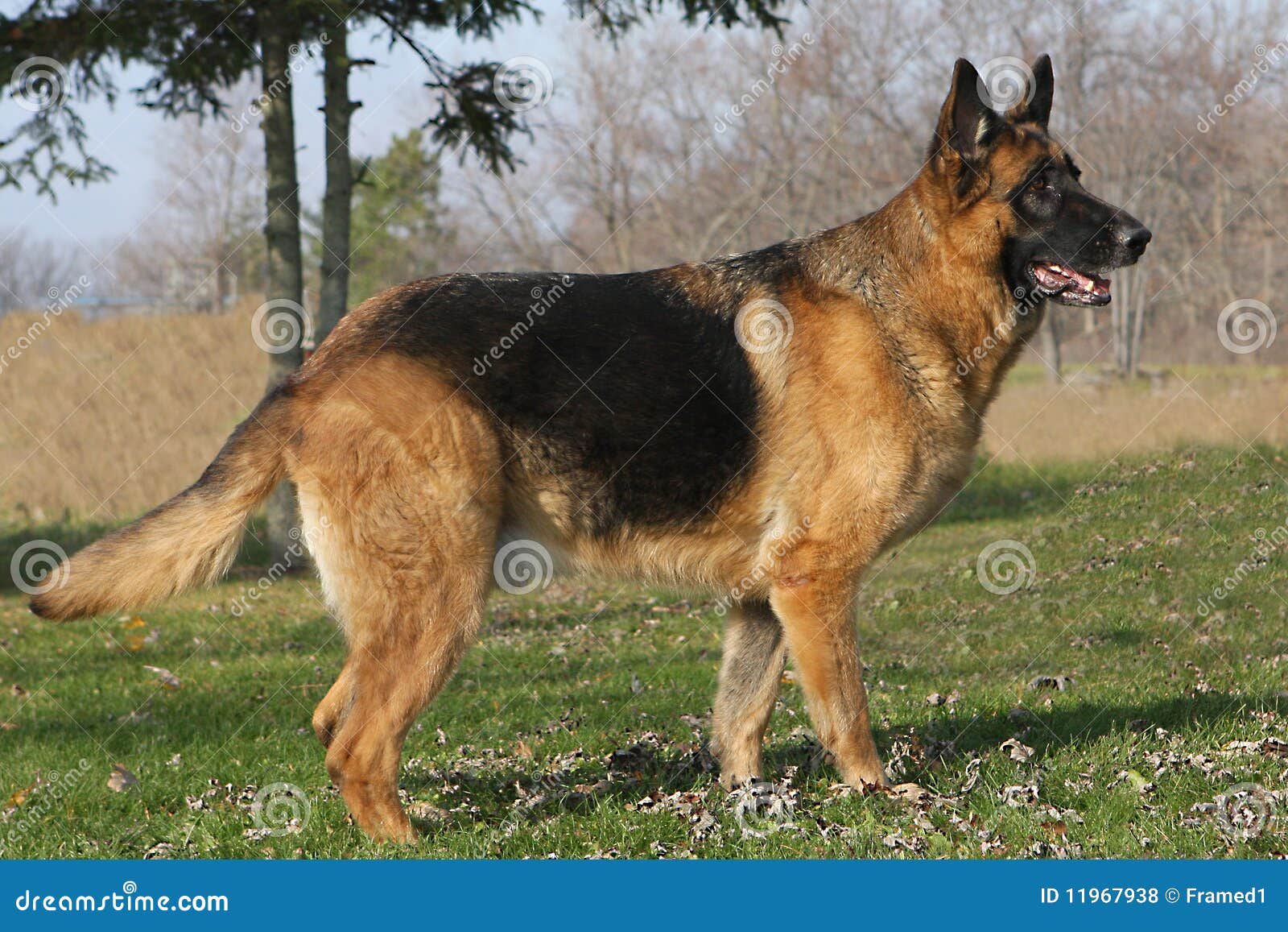 German Shepherd Male Royalty Free Stock Photos - Image: 11967938