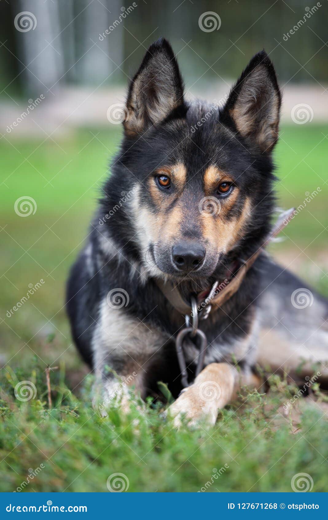 Shepherd Mix Dog Posing Outdoors Stock Photo - Image of companion ...