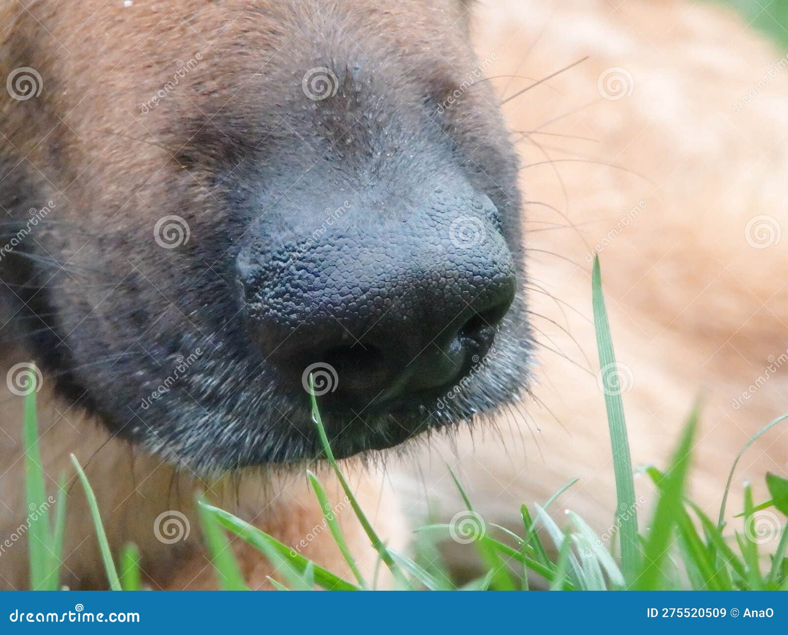 German Shepherd Nose Closeup. Close-up of a Nose German Shepherd in ...