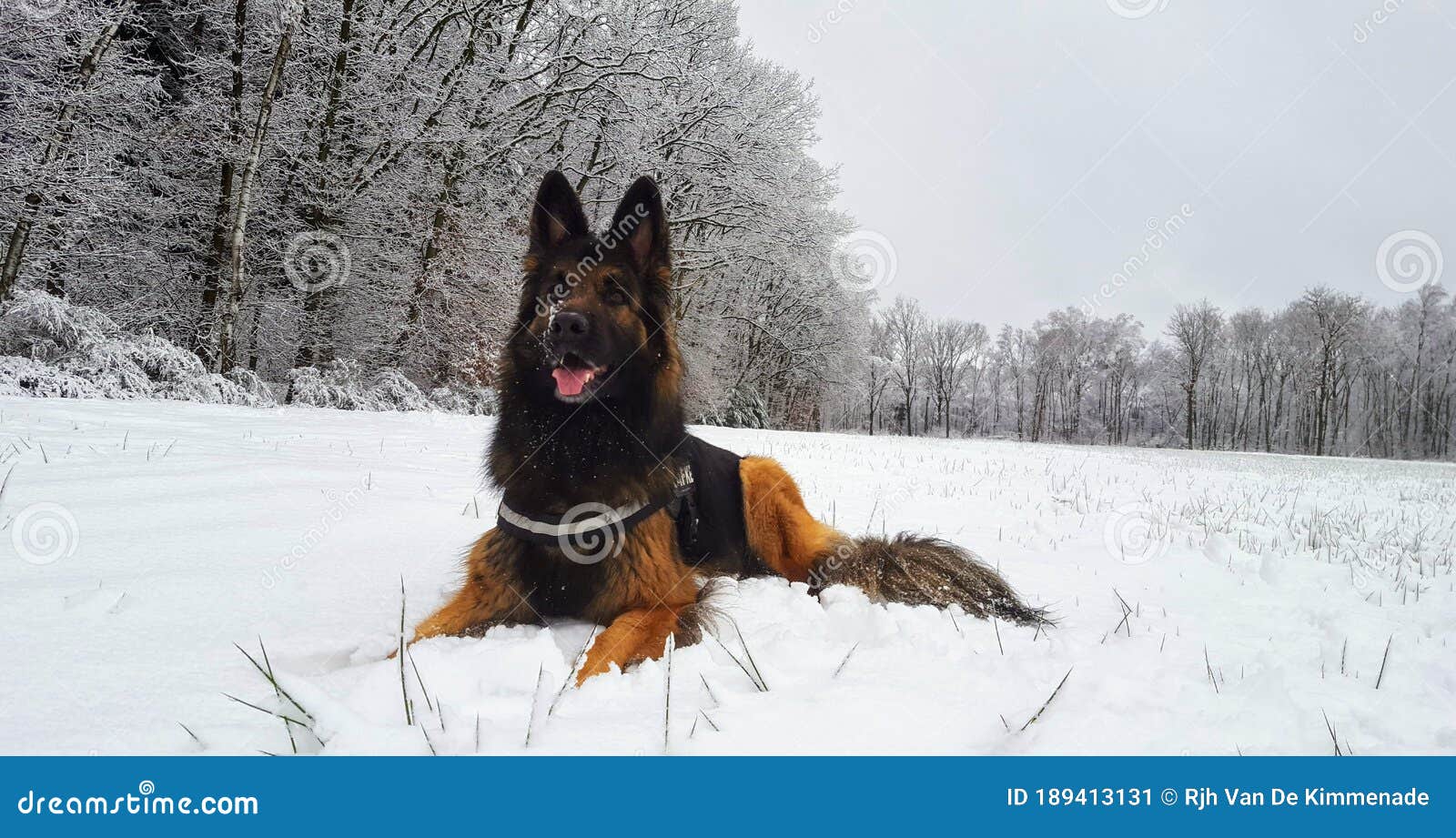 German Shepherd in the Snow Stock Image - Image of pedigree, animal ...