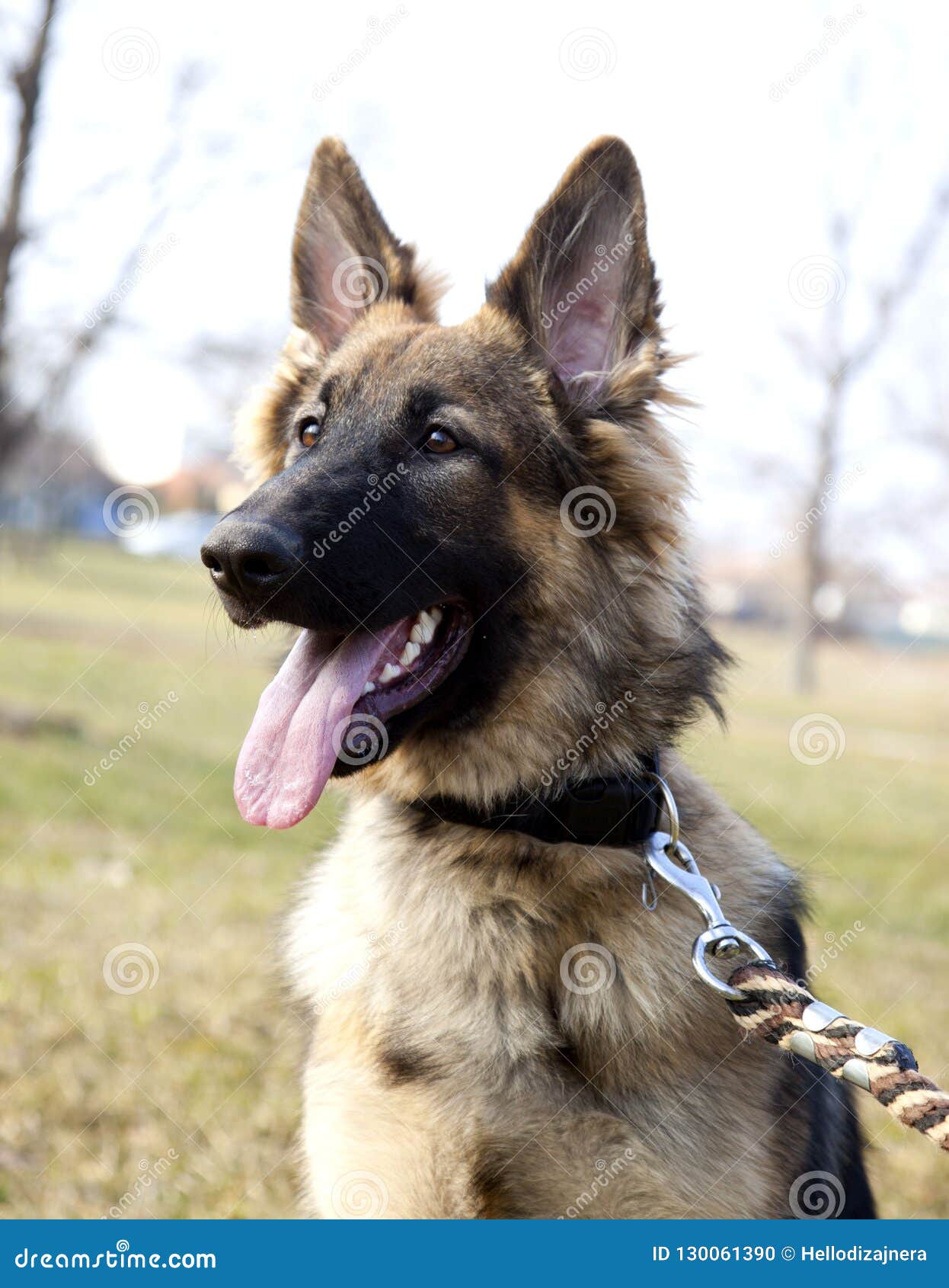 Lovely German Shepherd in the Outdoor, Summer Stock Photo - Image of ...