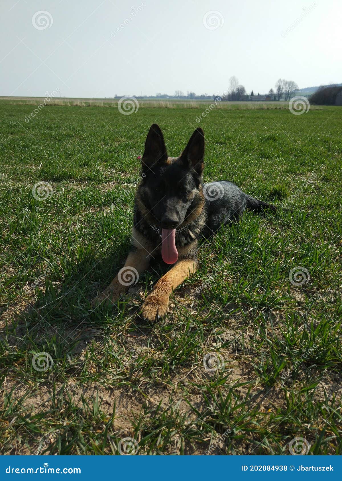 German Shepherd in the Outdoors Stock Photo - Image of muzzle, spring ...