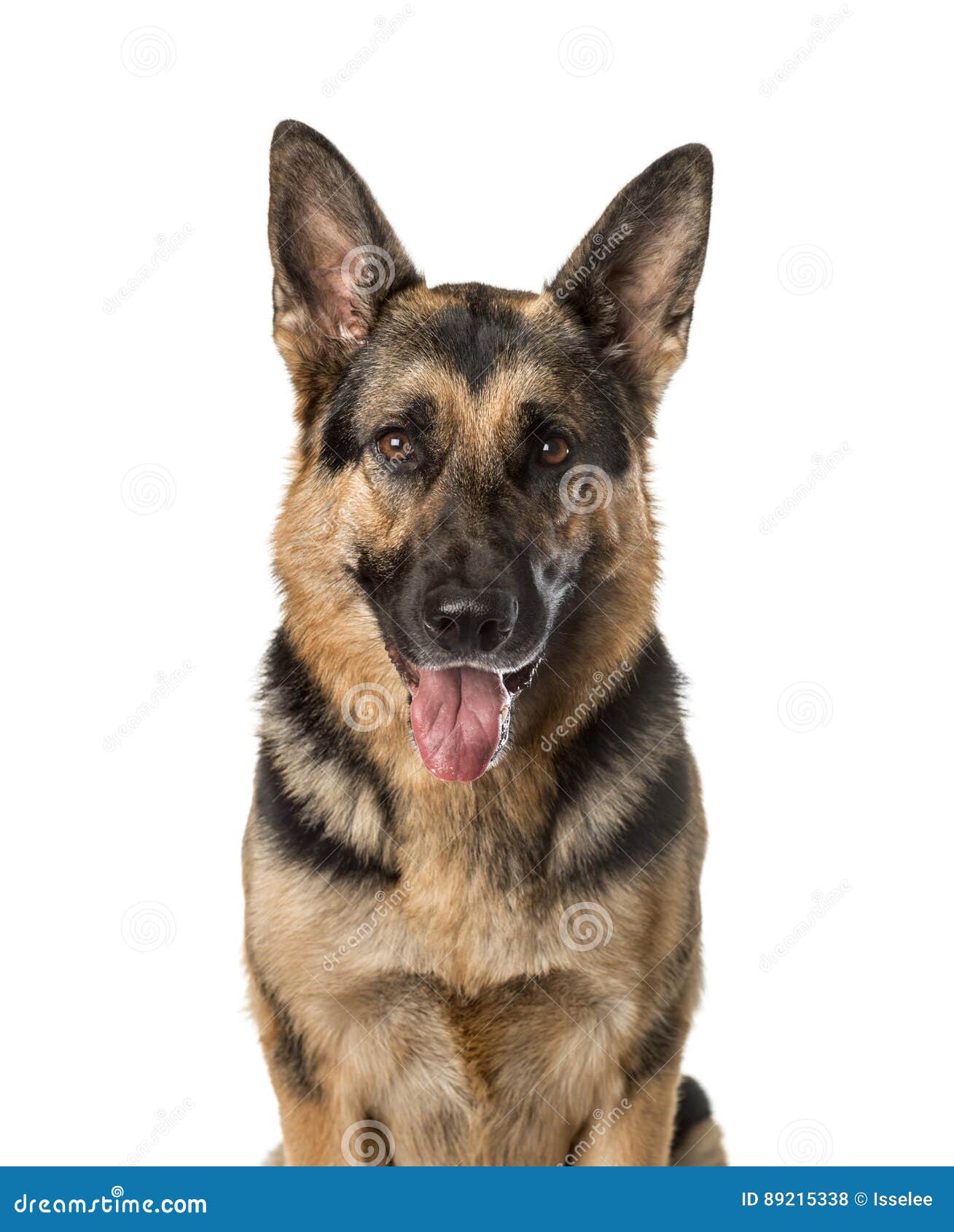 A German shepherd panting, stock photo. Image of vertebrate - 89215338