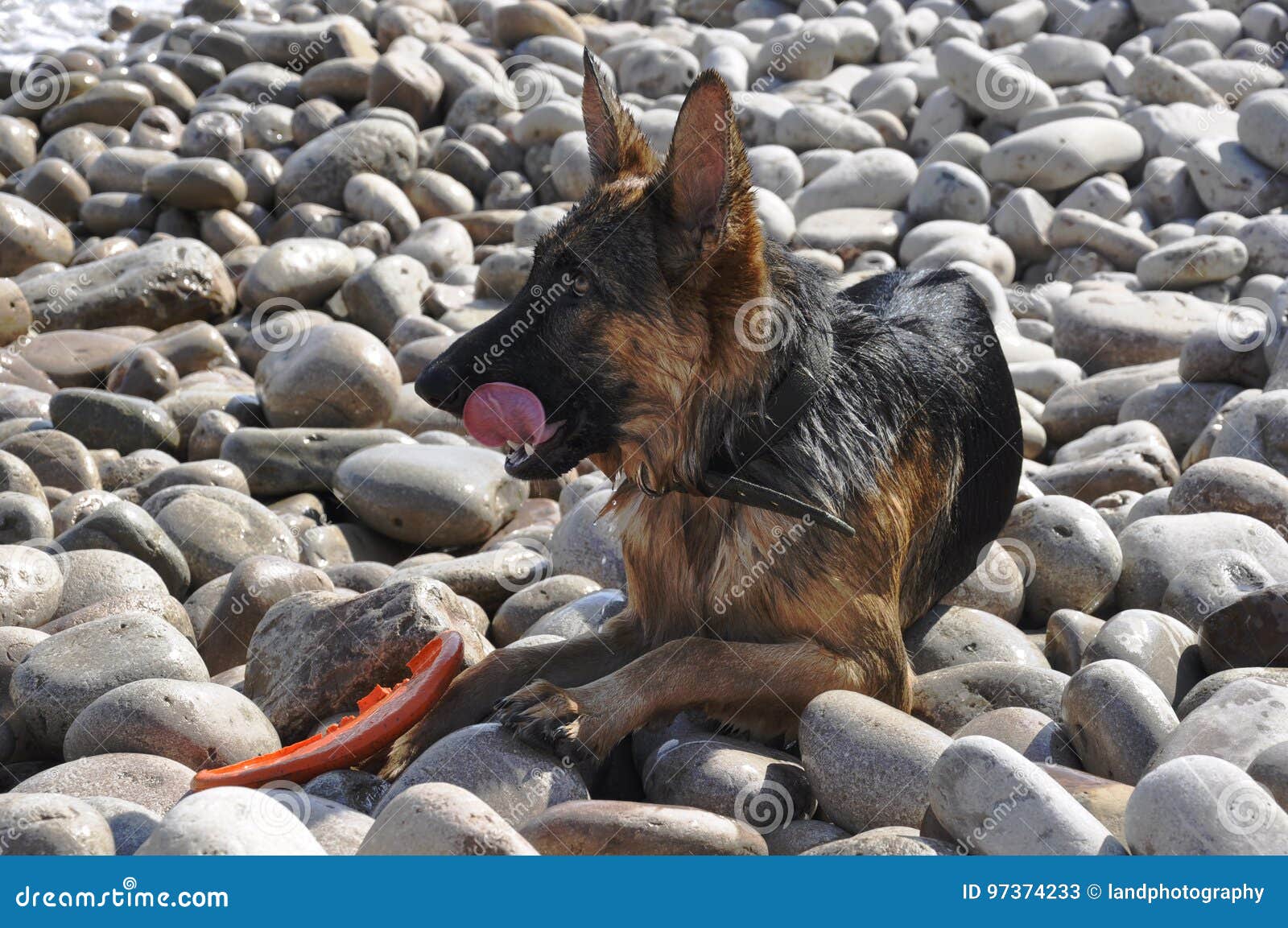 Dog on the pebble beach stock image. Image of black, coat - 97374233