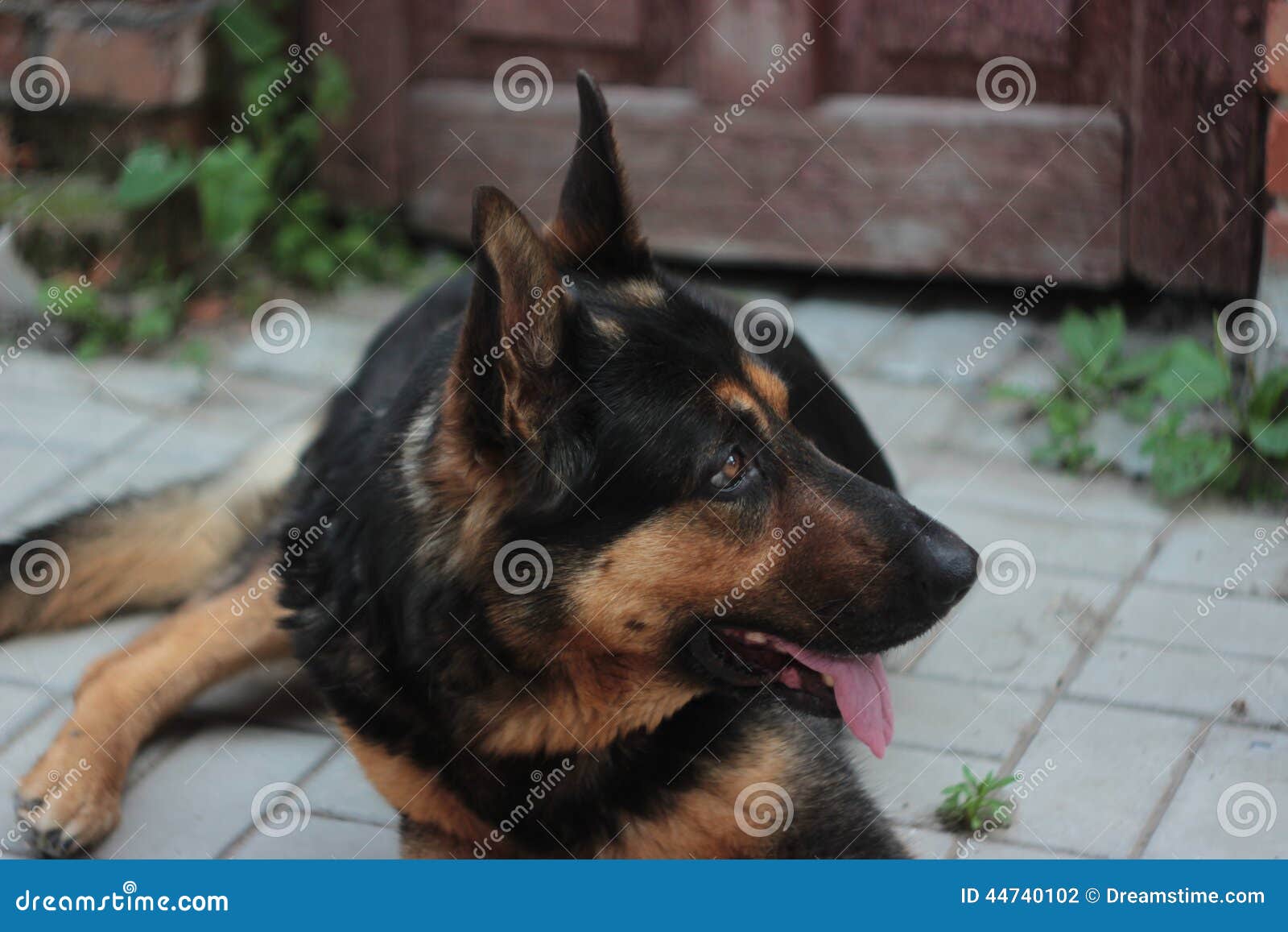 German shepherd stock photo. Image of beast, dogs, shepherd - 44740102