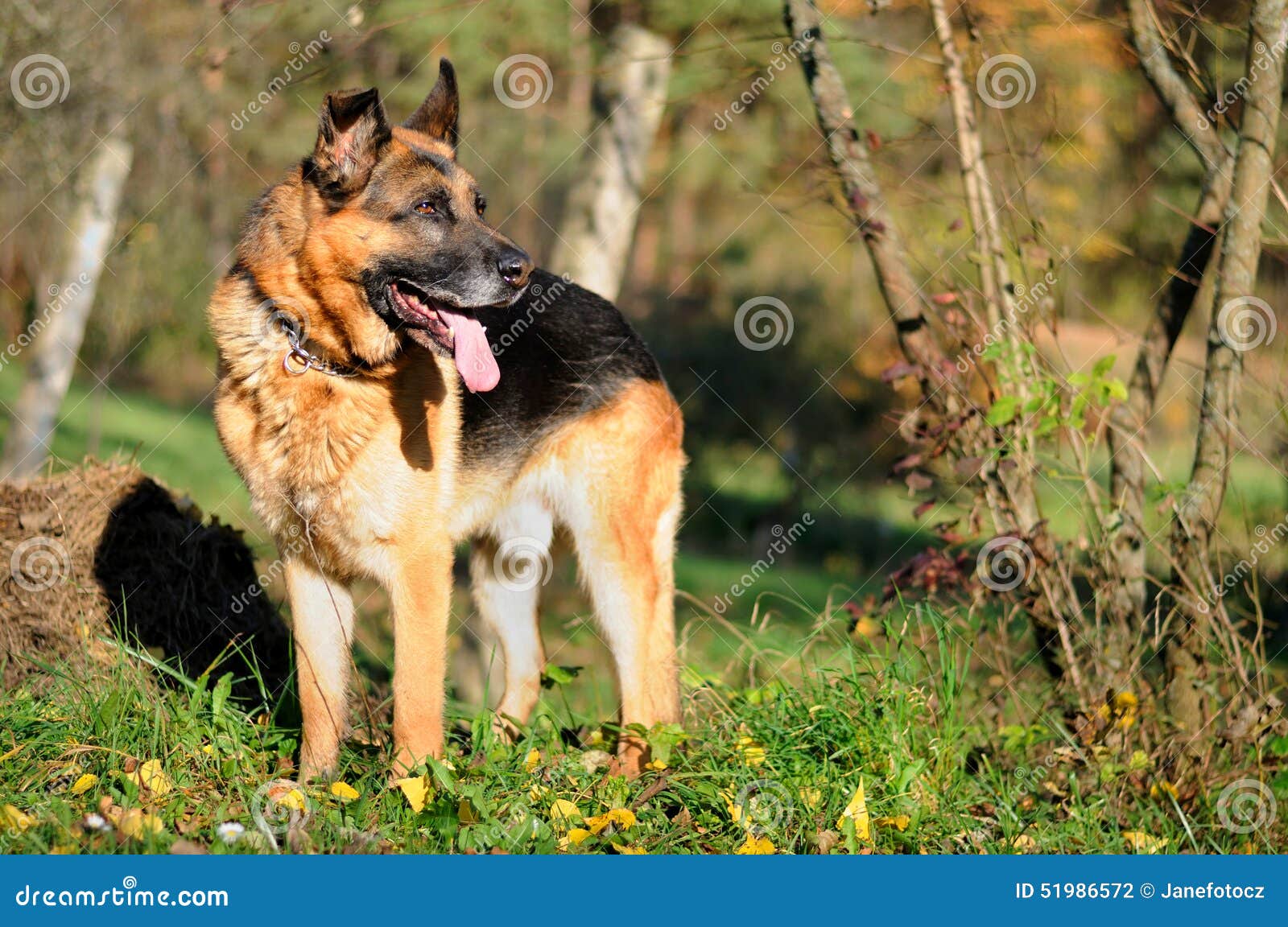 German Shepherd stock photo. Image of outside, domestic - 51986572