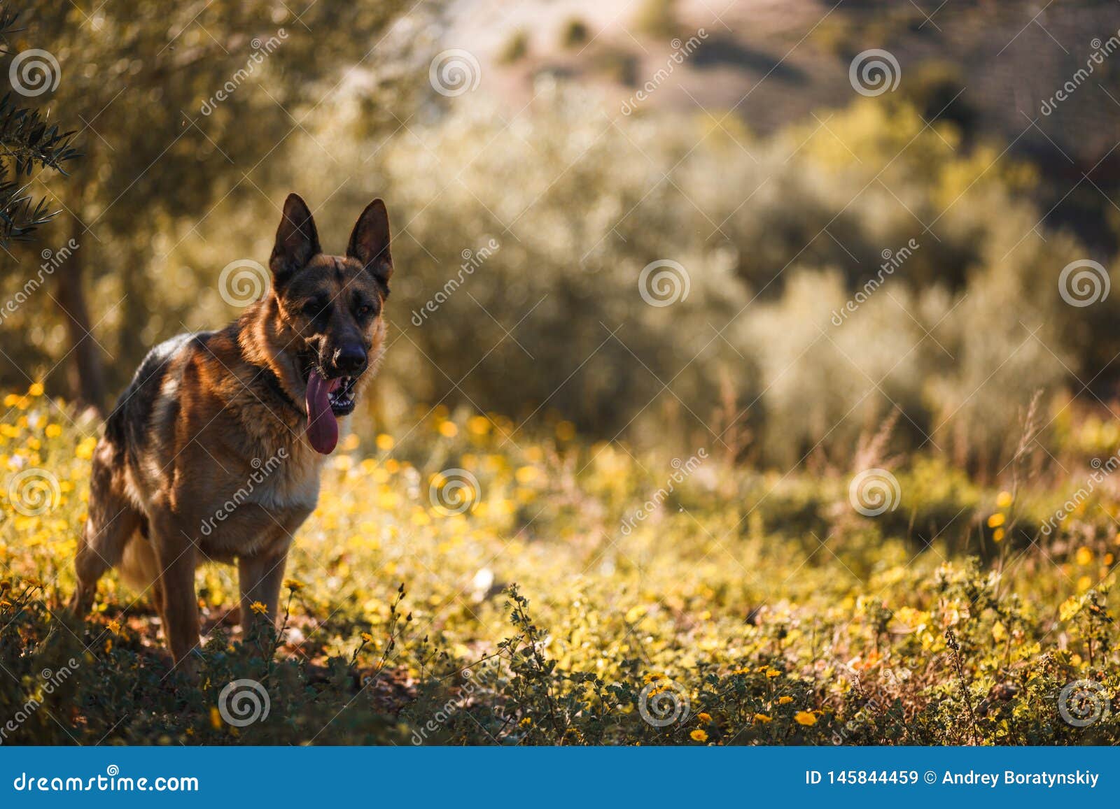 German Shepherd Playing on Field of Yellow Flowers and Olive Trees ...