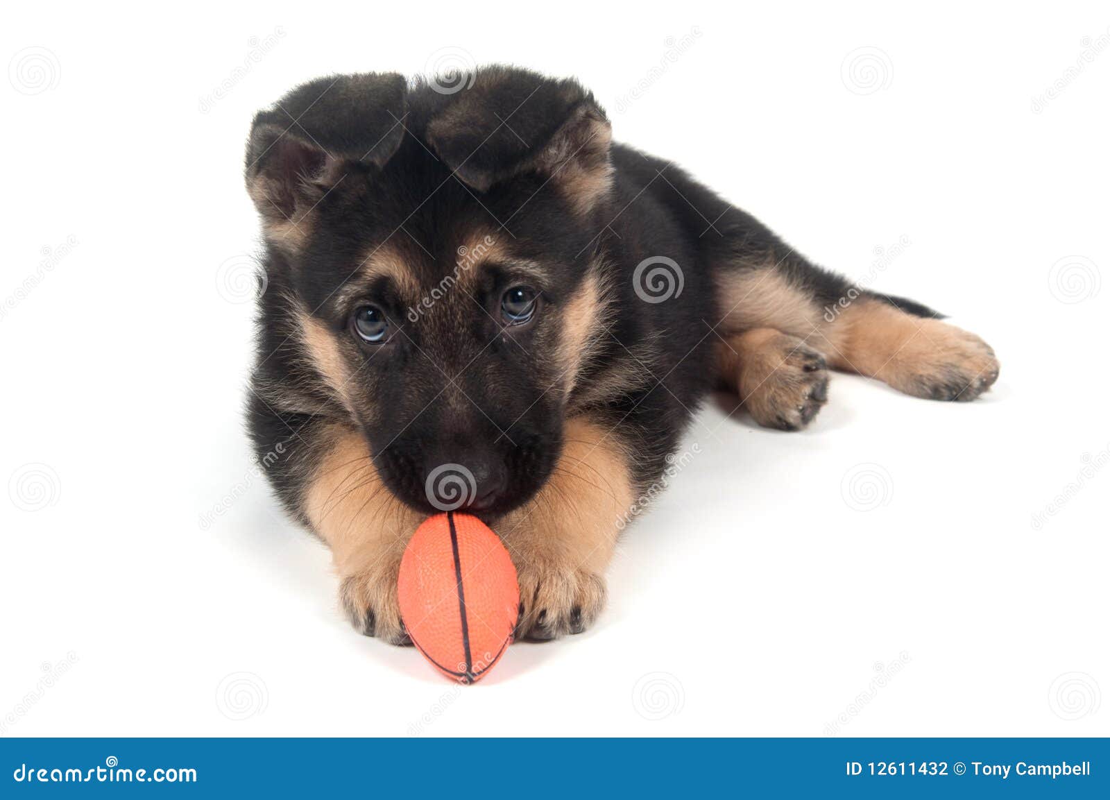 German Shepherd Playing with Toy White Stock Photo - Image of yawning ...