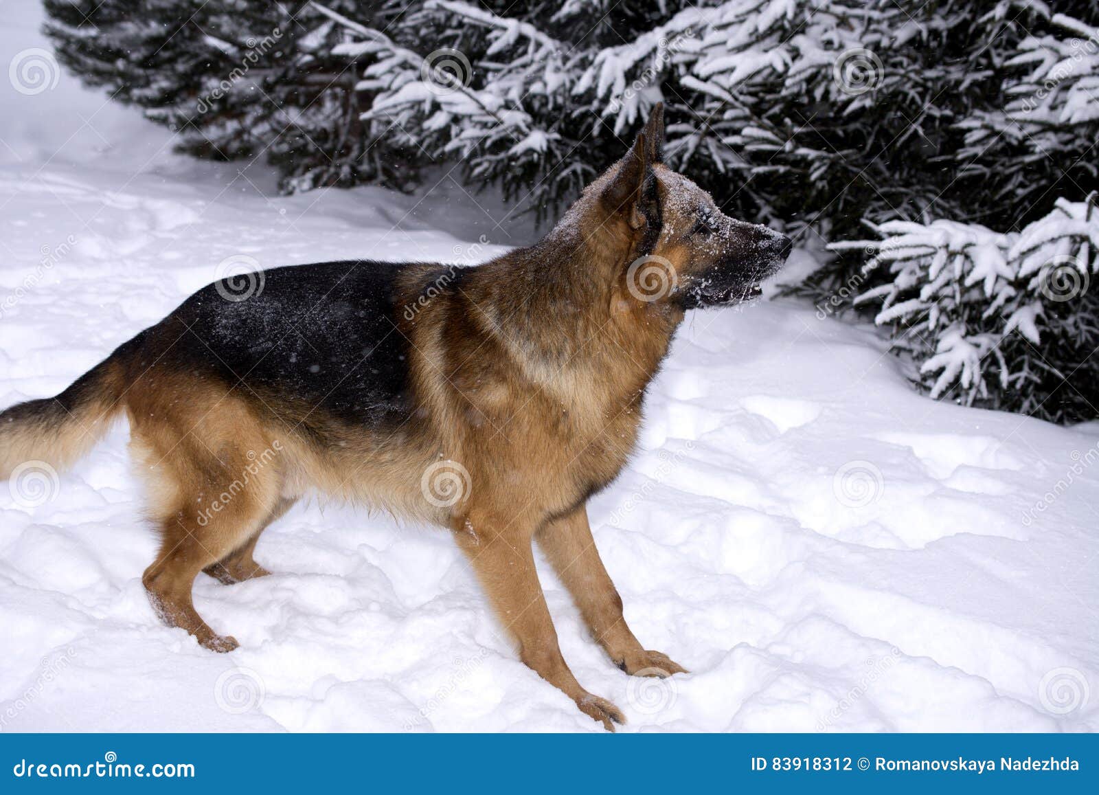 German shepherd playing stock photo. Image of winter - 83918312