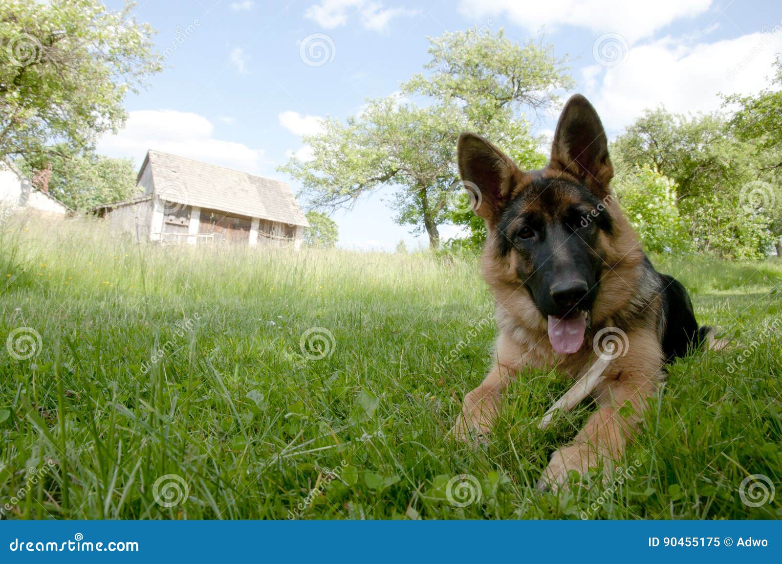 German Shepherd stock image. Image of mammal, cute, hair - 90455175
