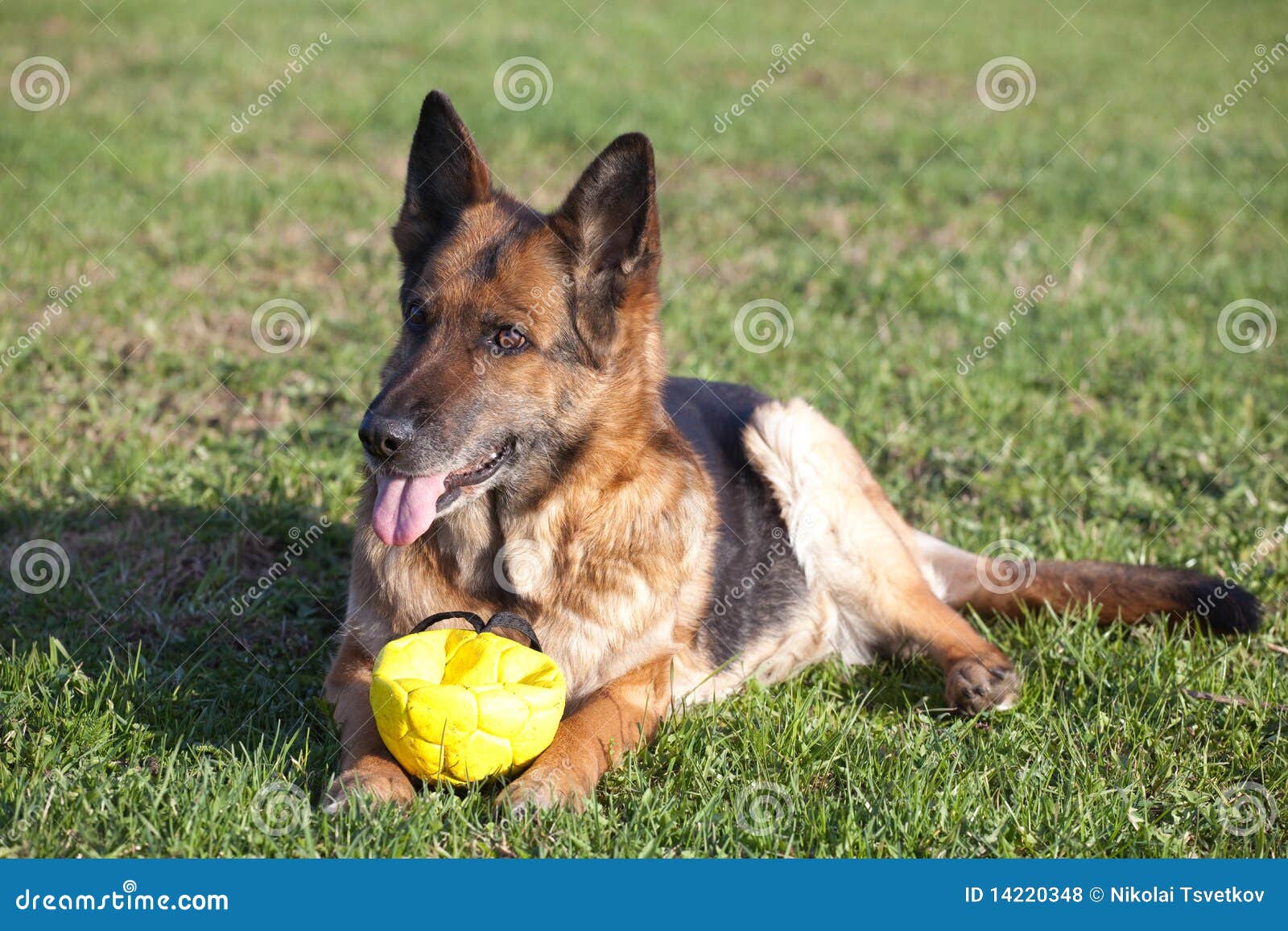 German Shepherd Playing with Yellow Ball Stock Photo - Image of breed ...