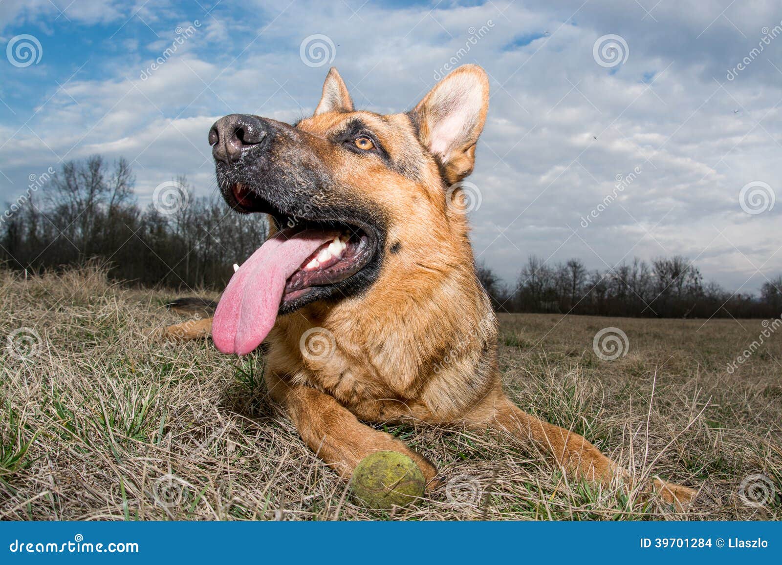 German Shepherd playing stock photo. Image of agility - 39701284