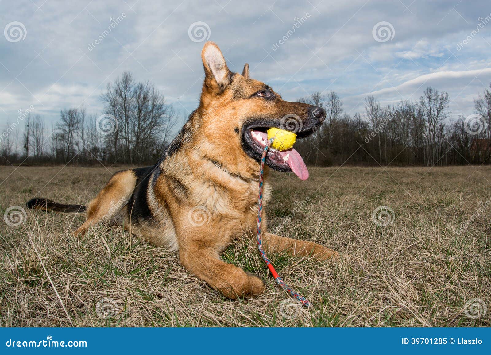 German Shepherd playing stock image. Image of motion - 39701285