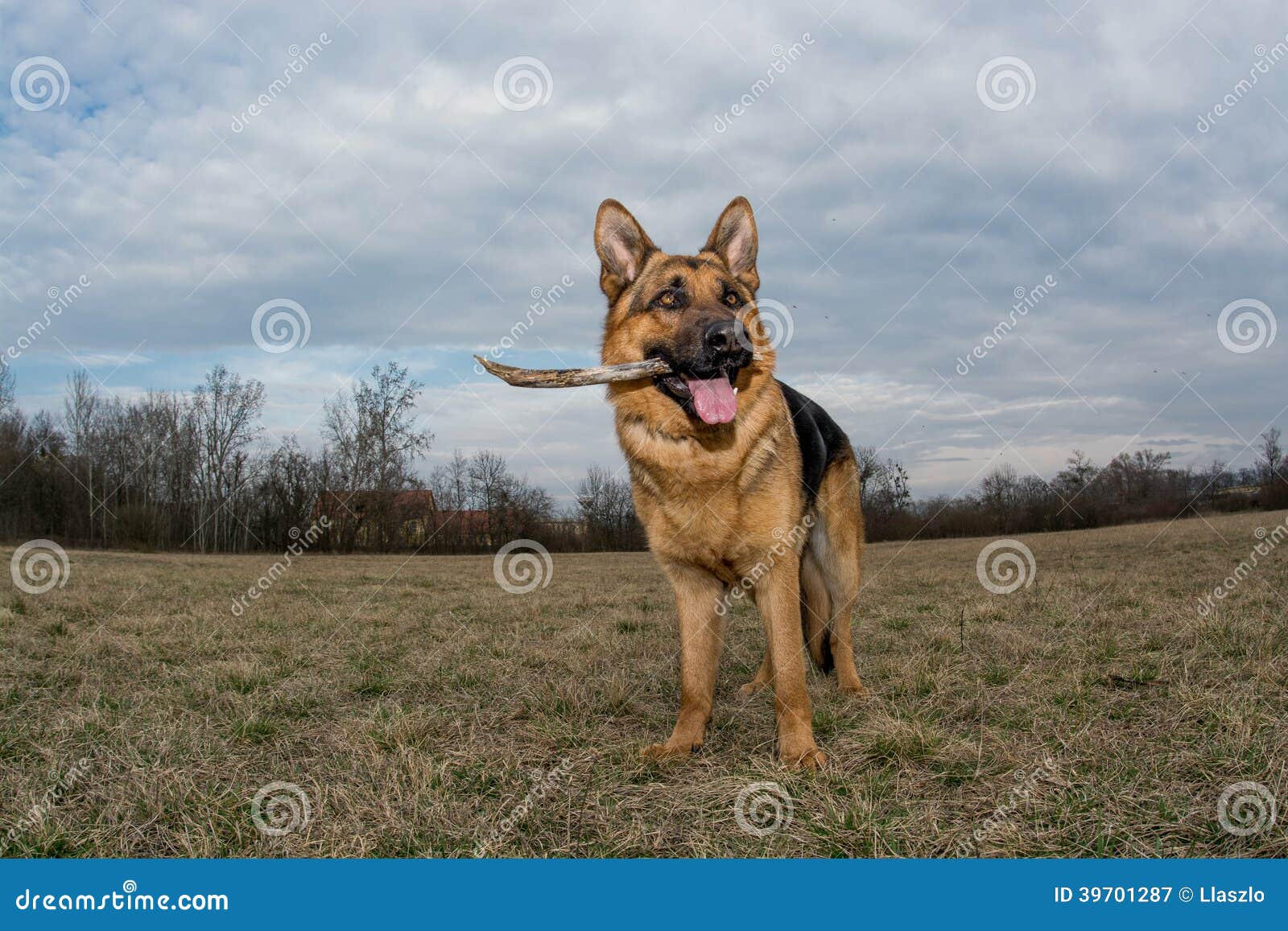 German Shepherd playing stock image. Image of running - 39701287