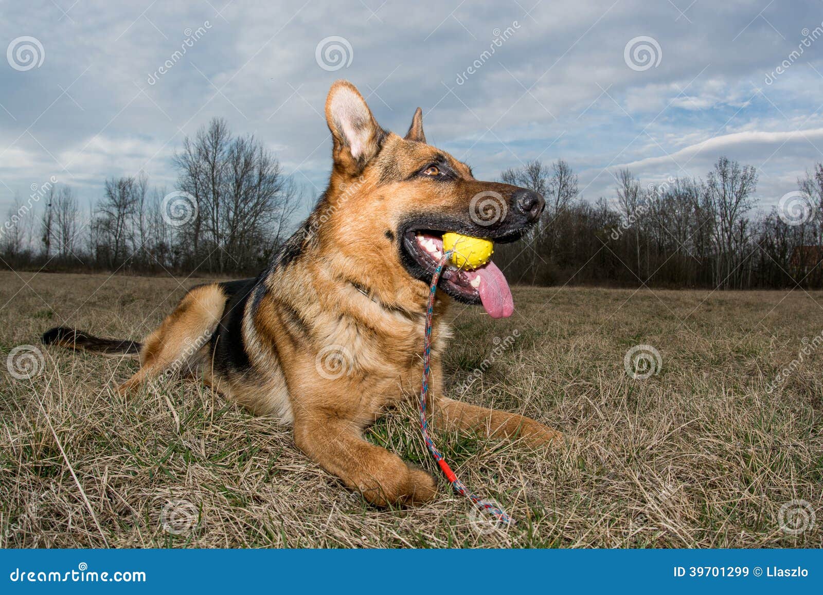 Can German Shepherds Play Fetch