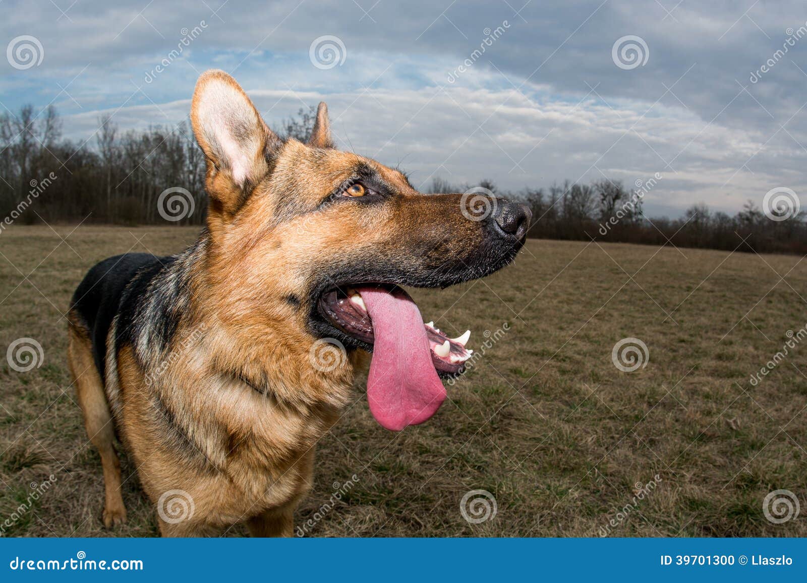 German Shepherd playing stock photo. Image of playing - 39701300