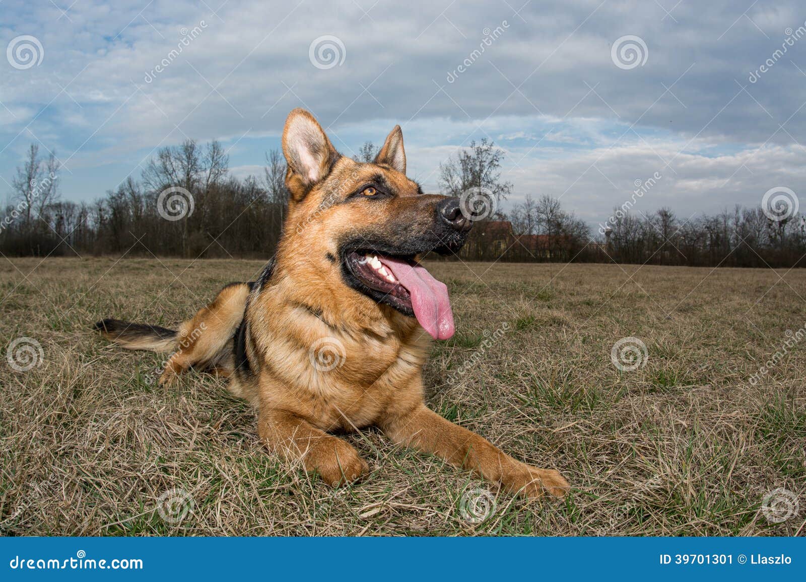 German Shepherd playing stock image. Image of grass, animal - 39701301
