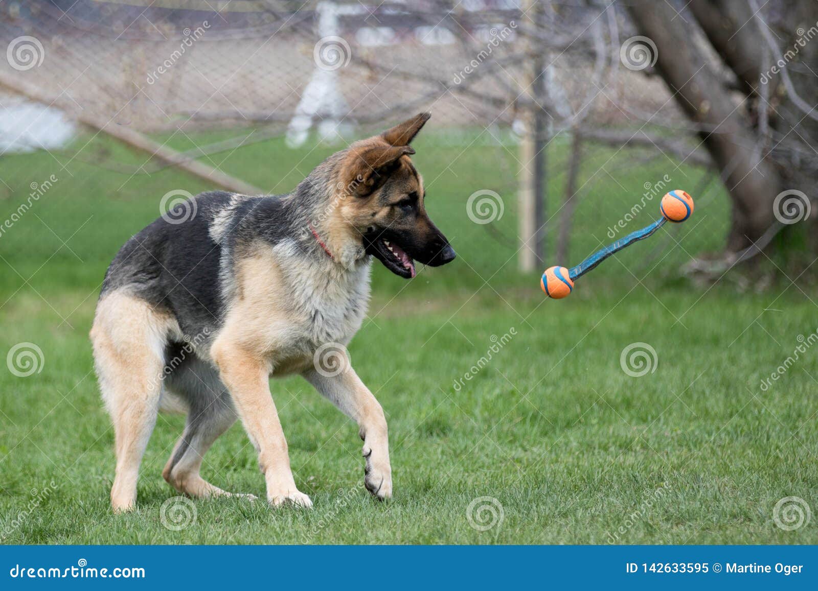German Shepherd playing. stock image. Image of podium - 142633595