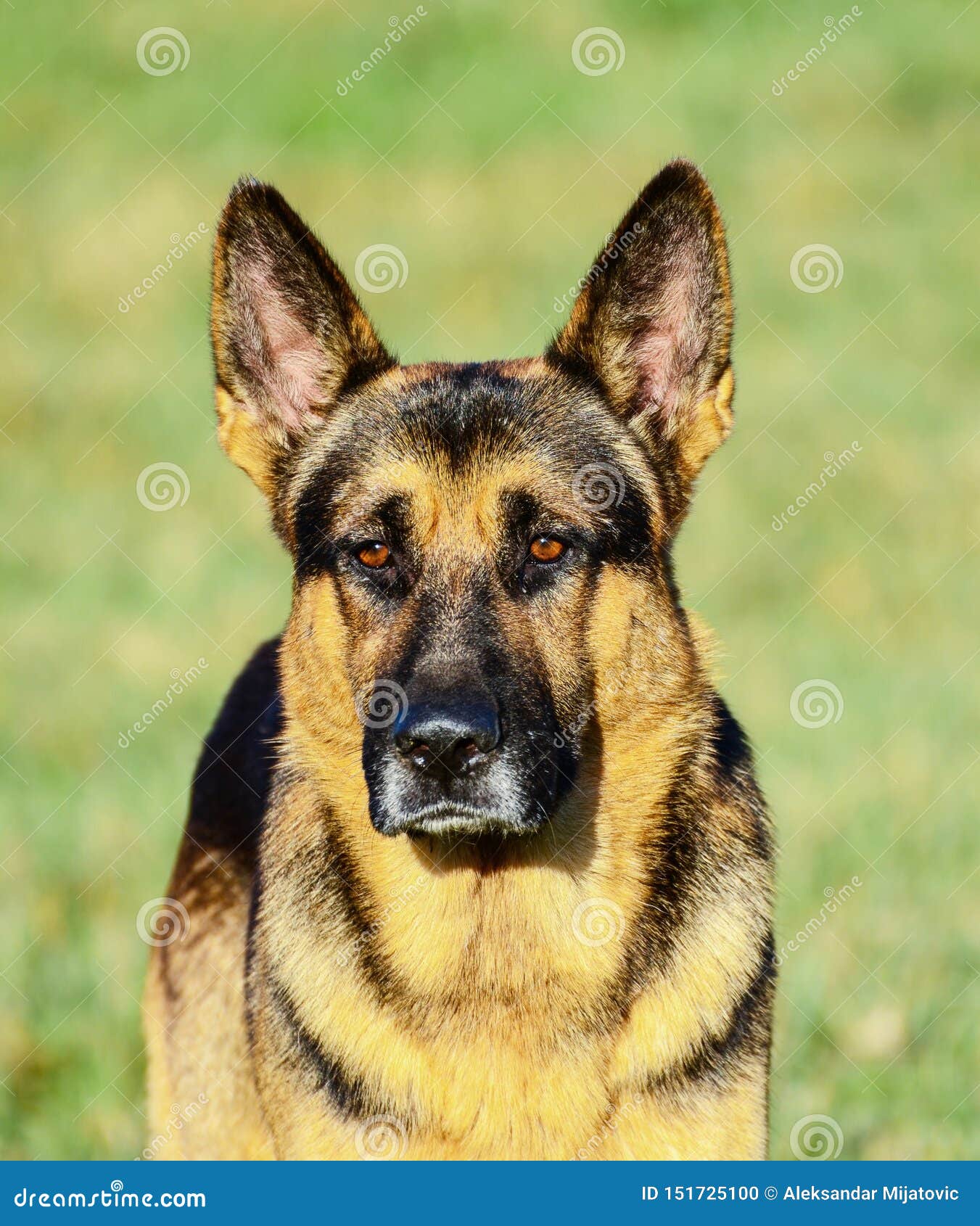 German Shepherd portrait stock photo. Image of loyal - 151725100