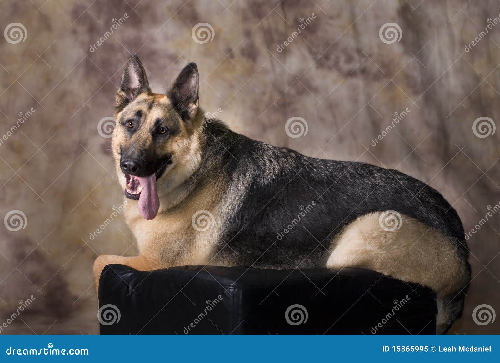 German Shepherd Portrait stock image. Image of canine - 15865995