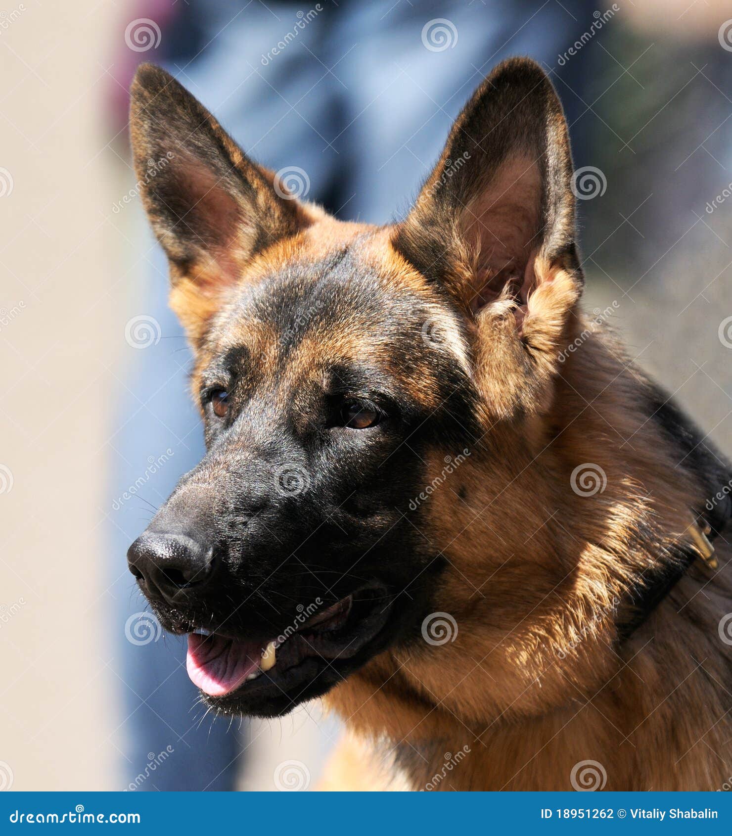 German shepherd portrait stock photo. Image of german - 18951262