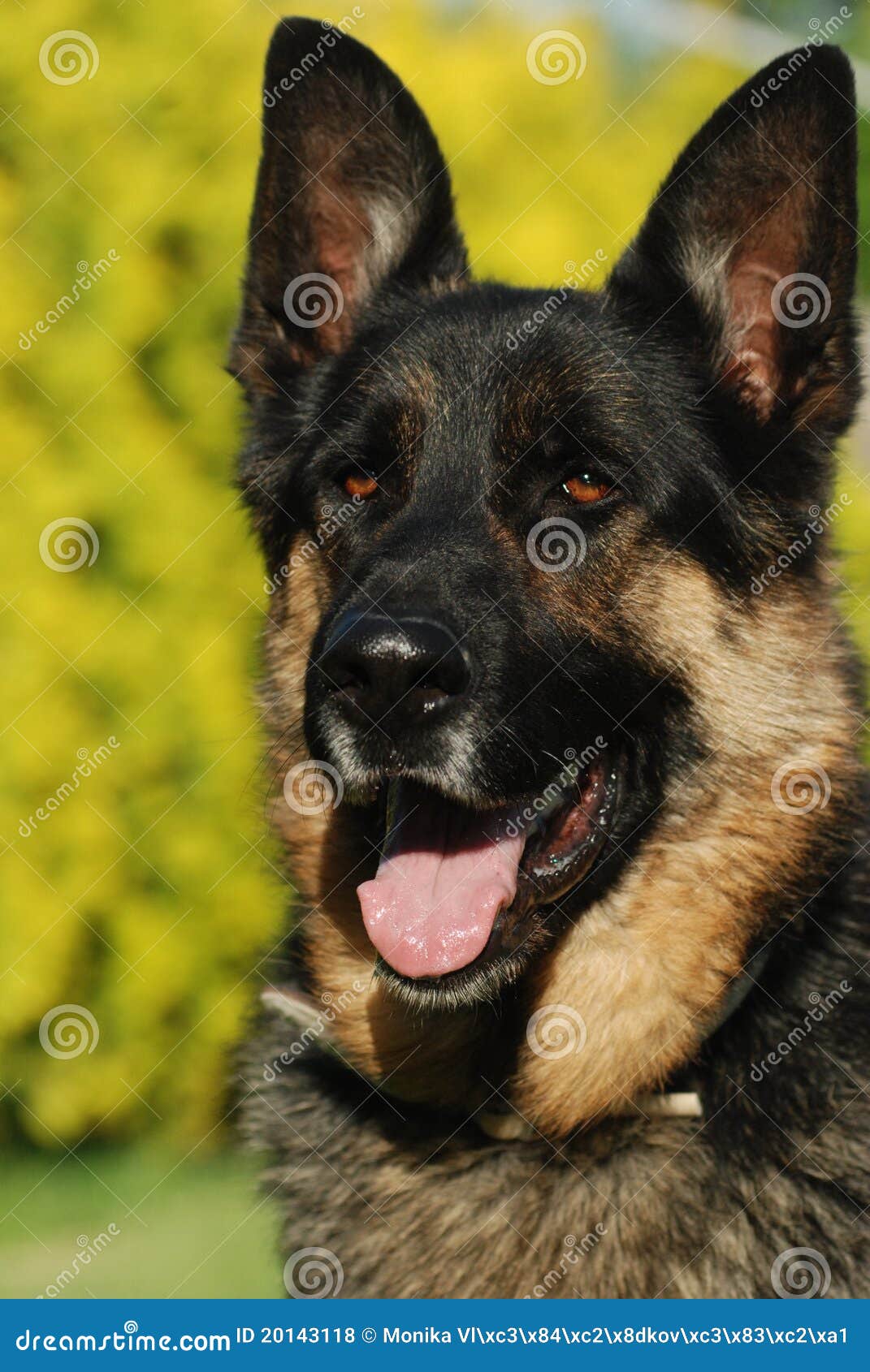 German shepherd portrait stock photo. Image of brown - 20143118