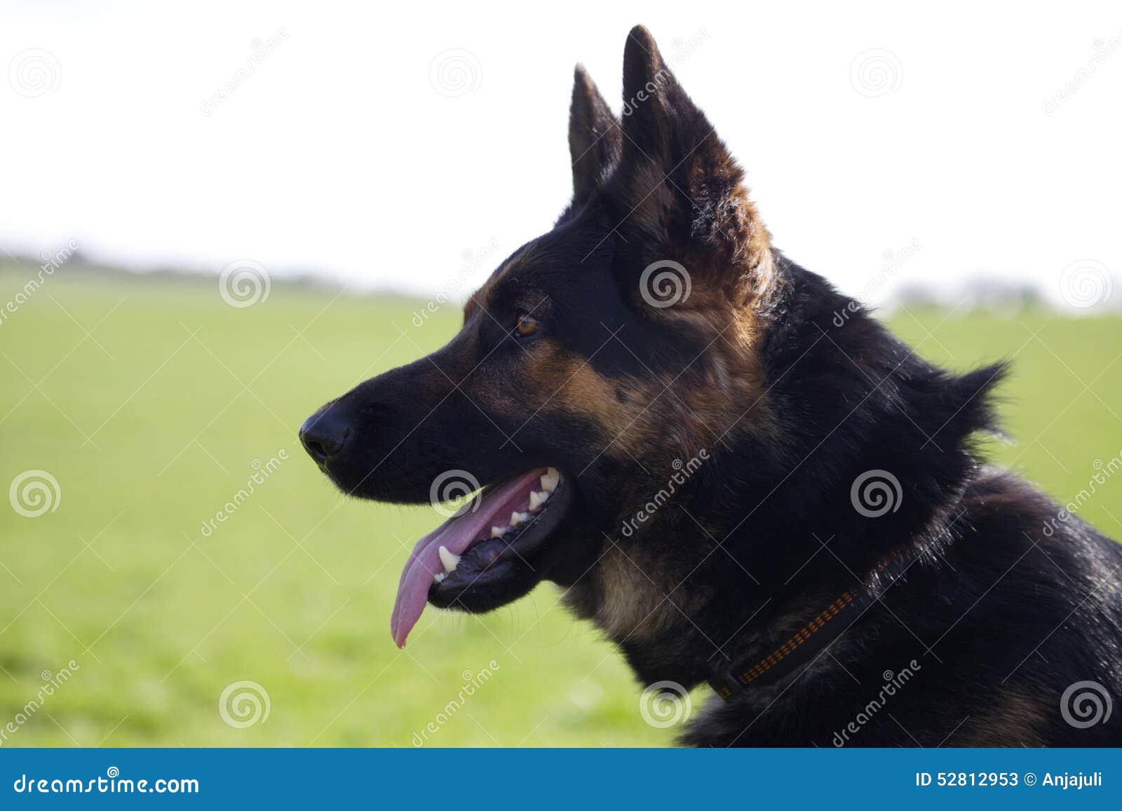 German Shepherd Portrait Outside Stock Image - Image of animal, german ...