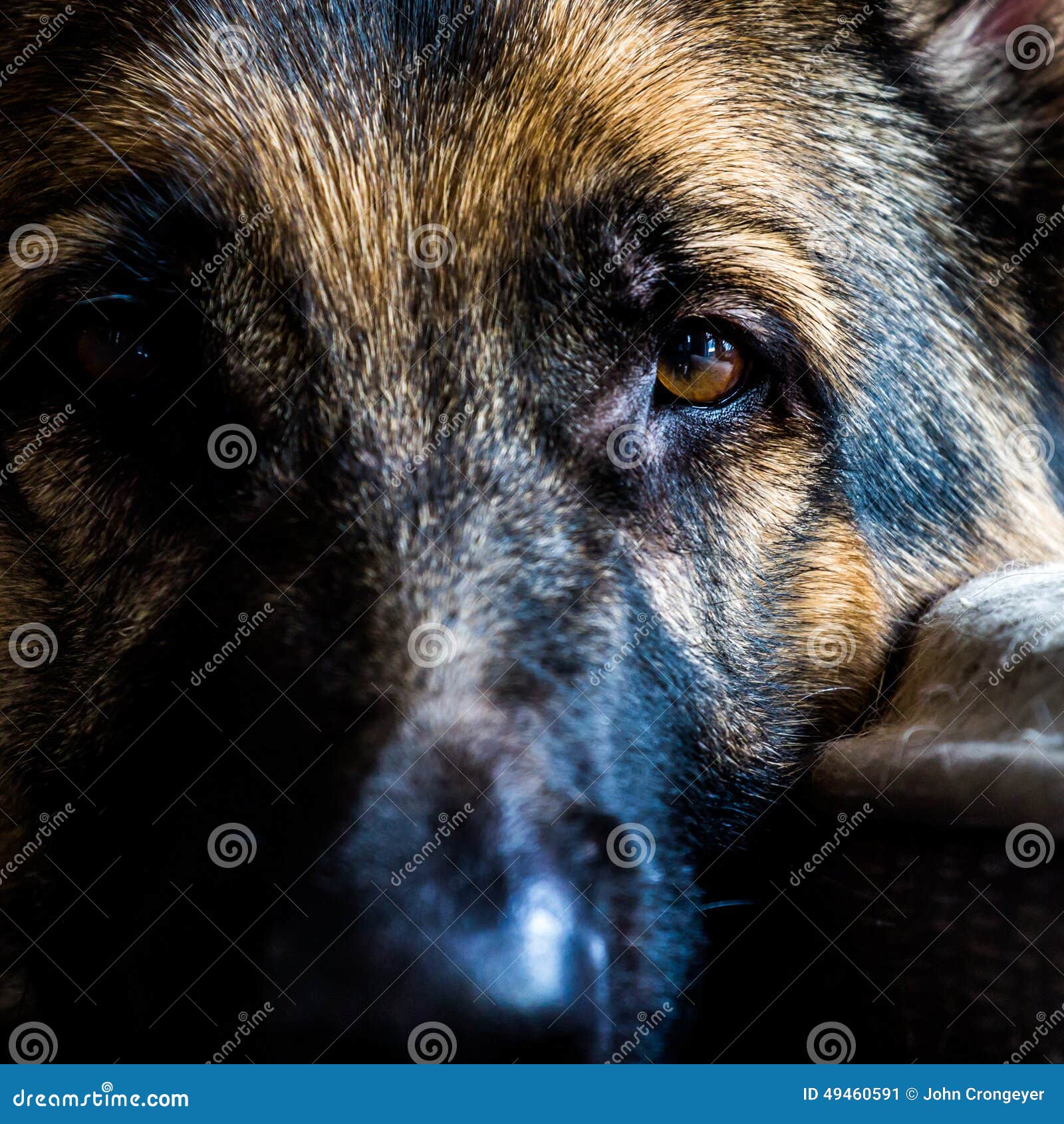 German Shepherd stock image. Image of furry, serious - 49460591