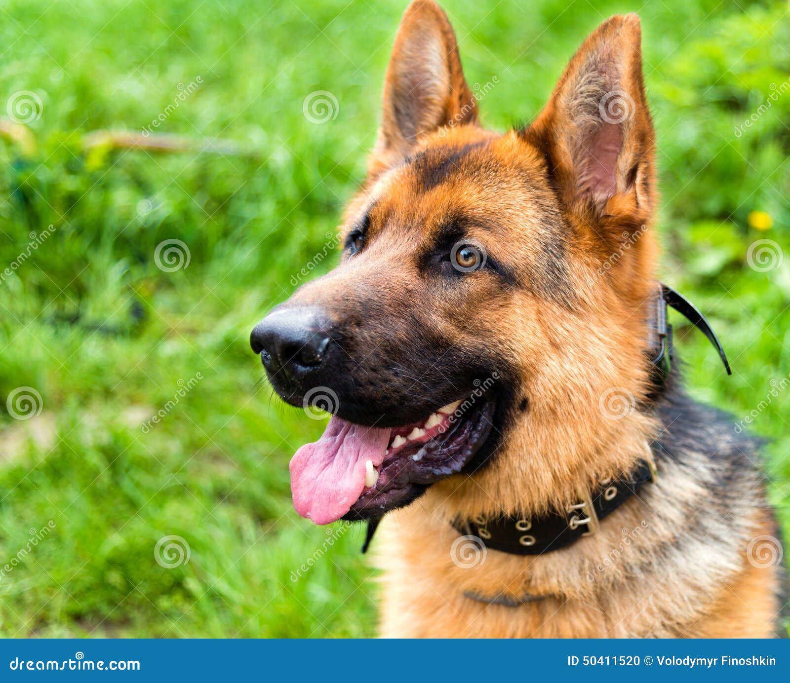 German Shepherd portrait. stock photo. Image of obedience - 50411520