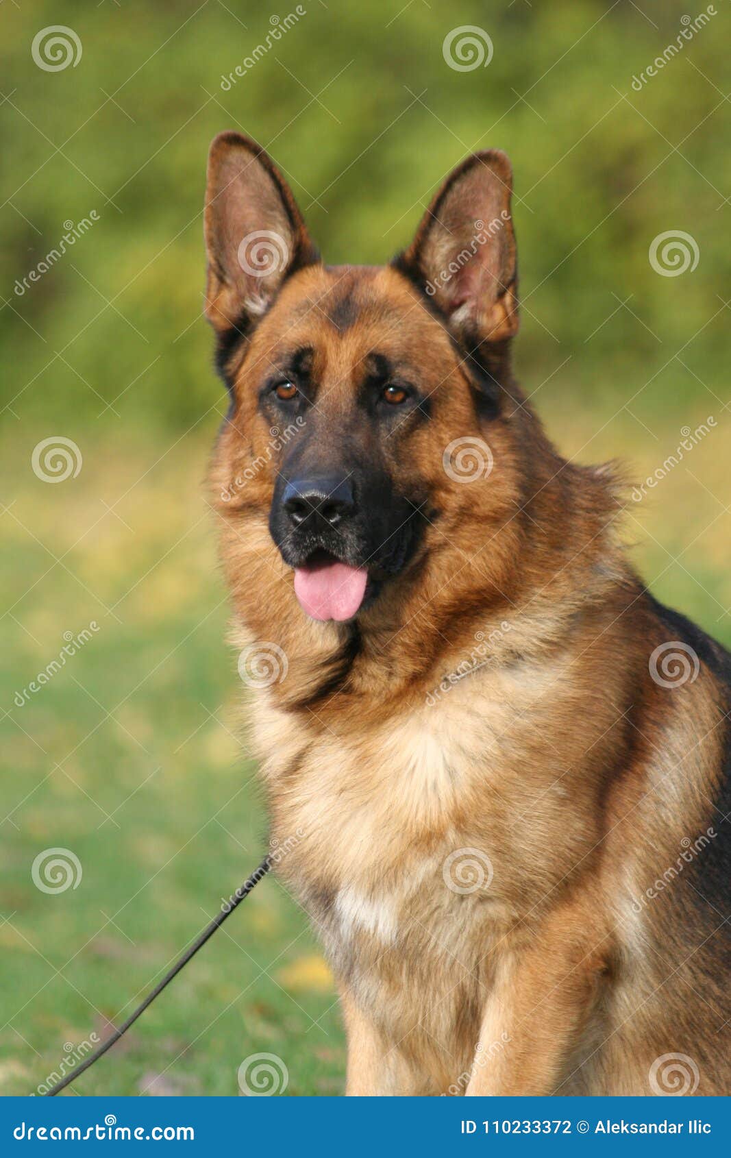 German Shepherd VI stock photo. Image of group, eyes - 110233372