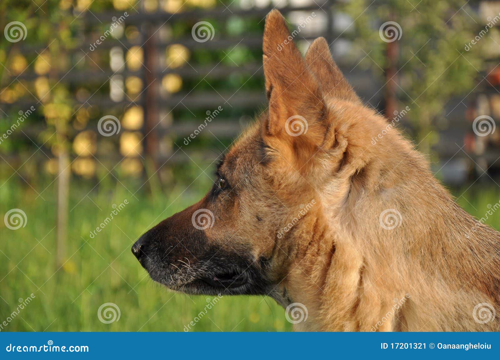 German Shepherd Profile stock image. Image of ears, brown - 17201321