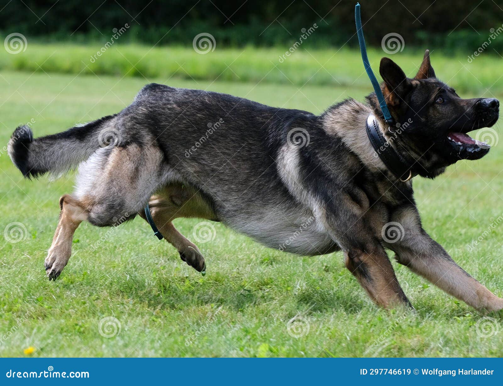 German Shepherd during Protection Training Stock Image - Image of ...