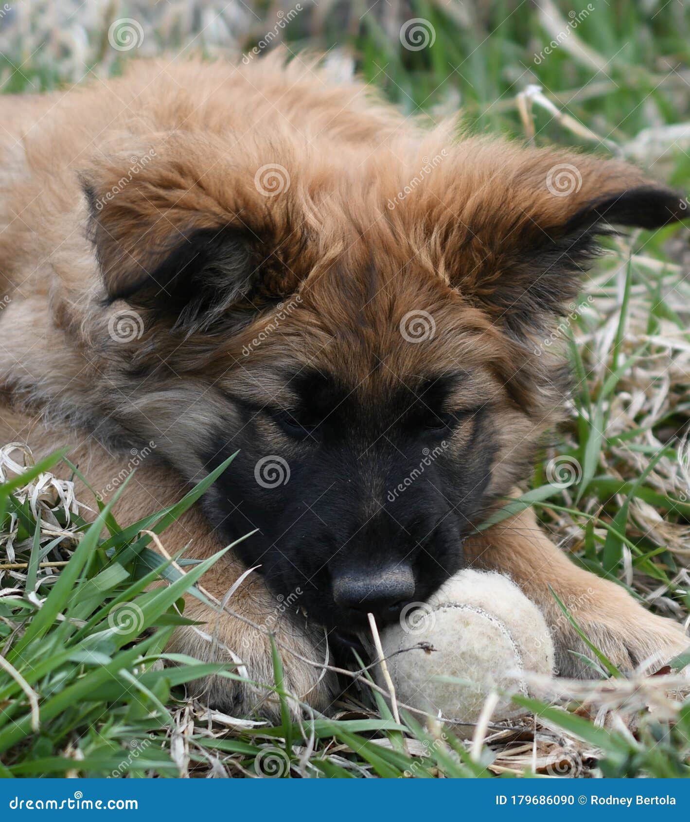 German Shepherd pup stock photo. Image of shepherd, german - 179686090