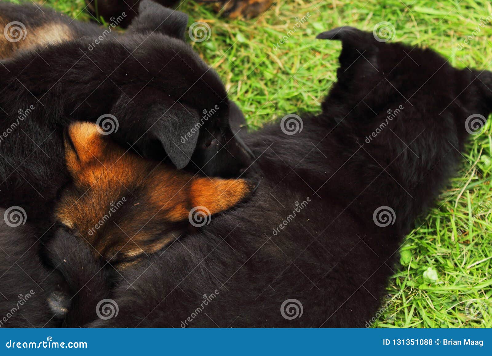 German Shepherd Pup 2 stock photo. Image of hair, baby - 131351088