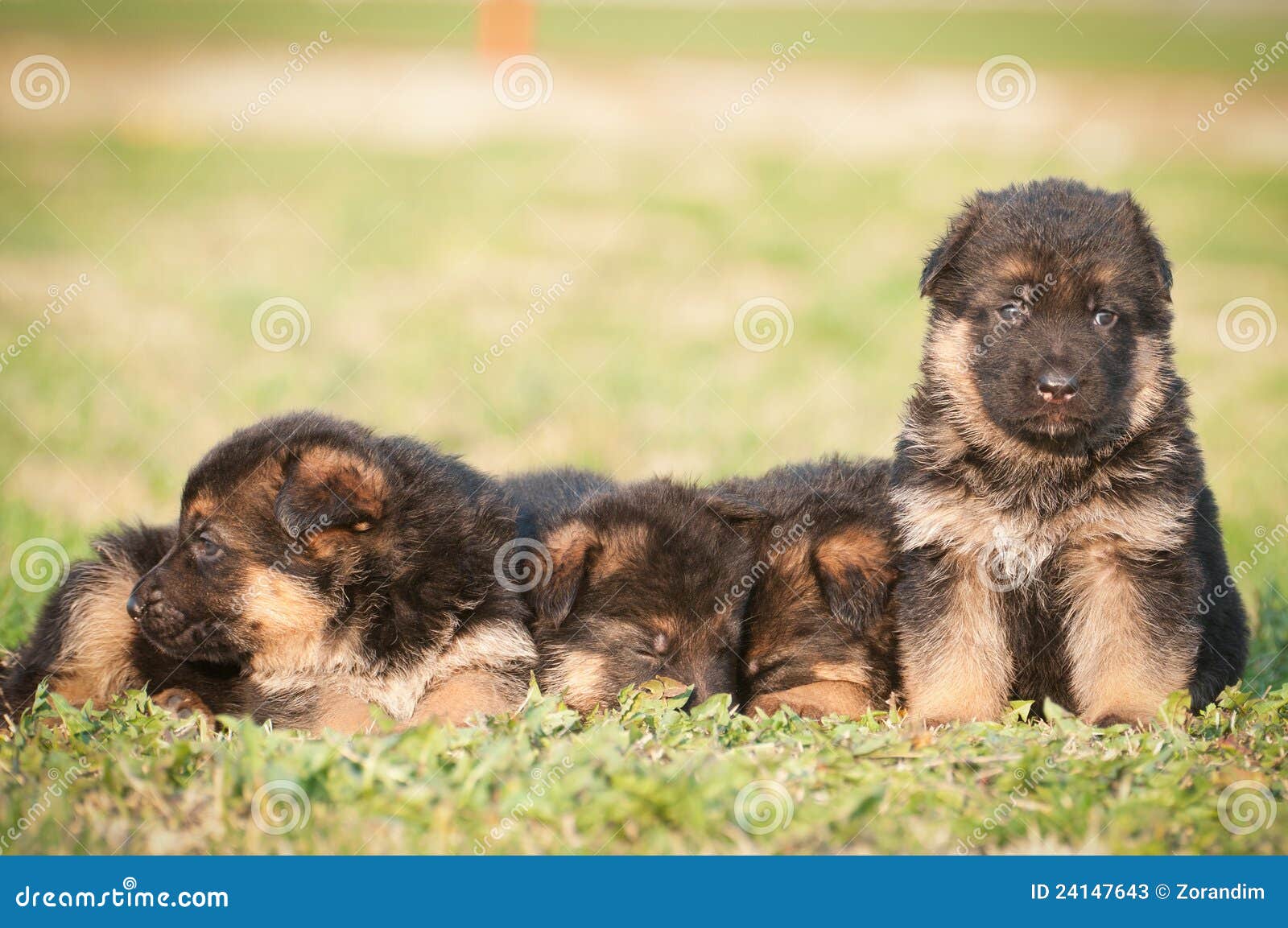 German shepherd puppies stock image. Image of show, cute - 24147643