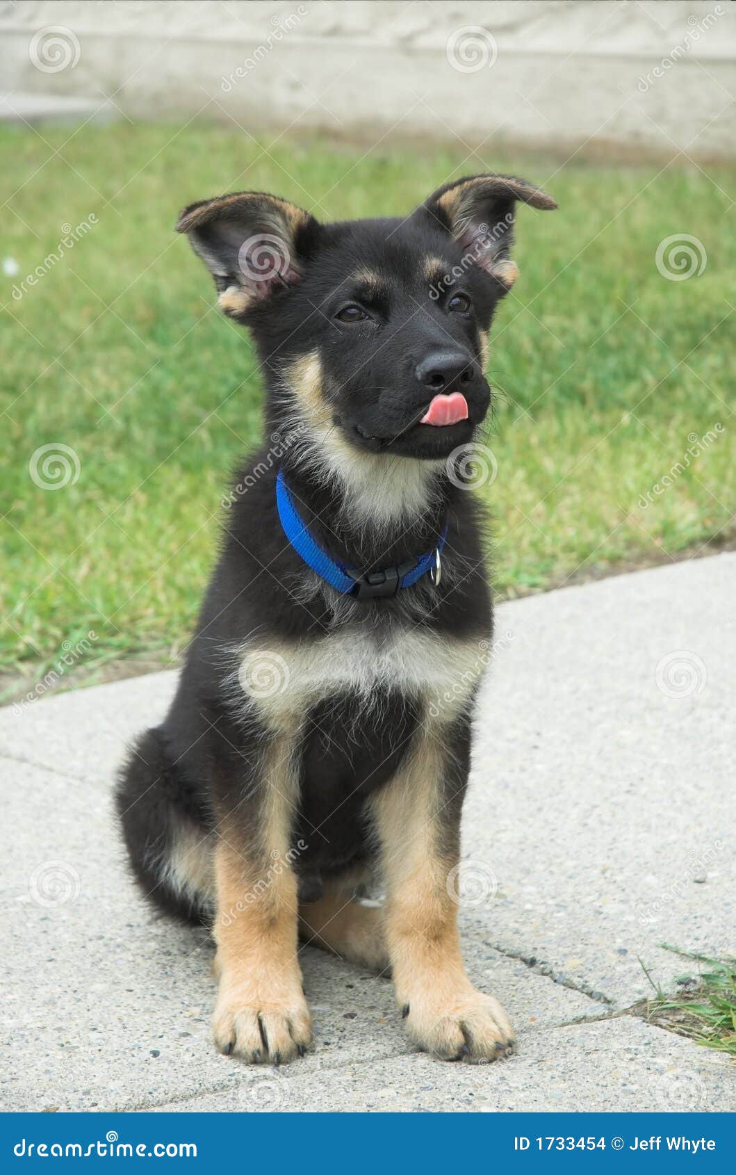 Teacup German Shepherd Puppies