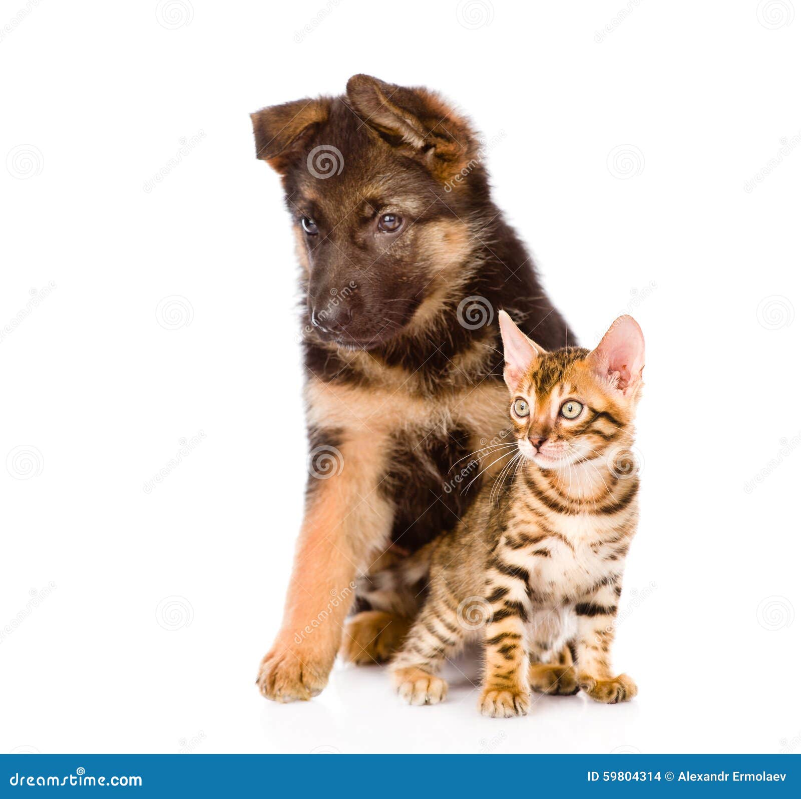 German Shepherd Puppy and Bengal Kitten Looking Away. Isolated Stock ...