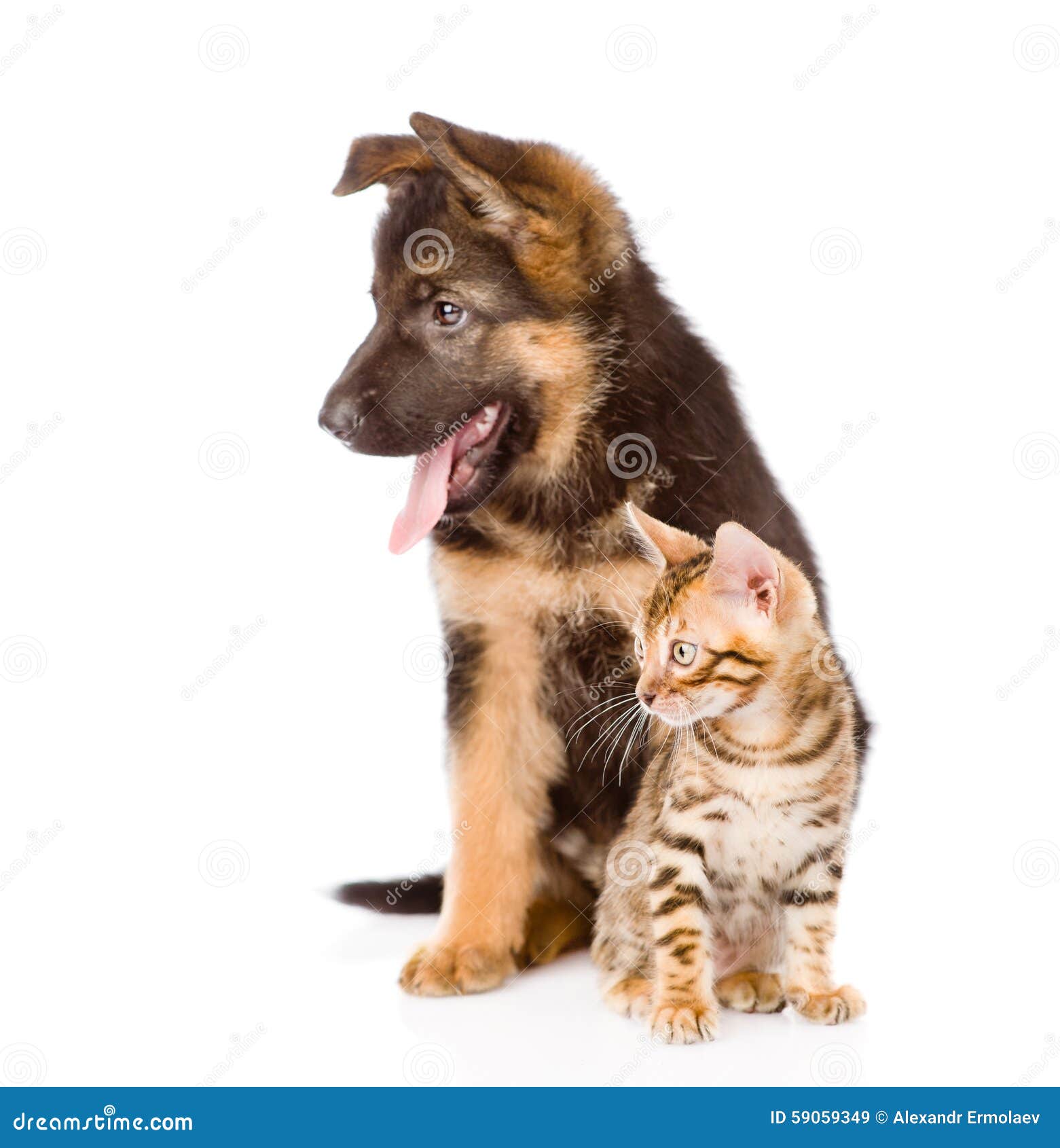 German Shepherd Puppy and Bengal Kitten Looking Away. O Stock Image ...