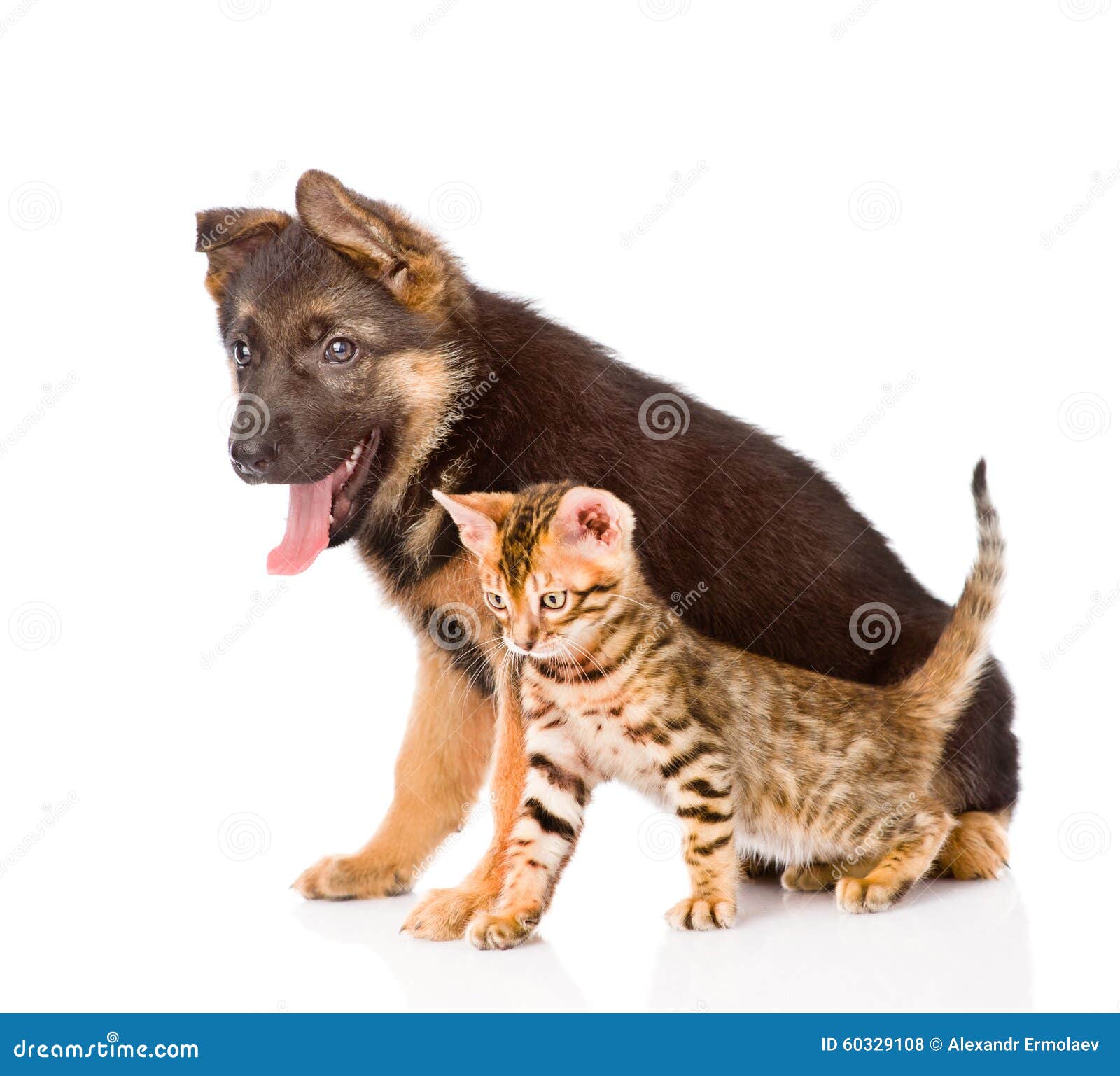 German Shepherd Puppy and Bengal Kitten Sitting in Profile. Stock Photo ...