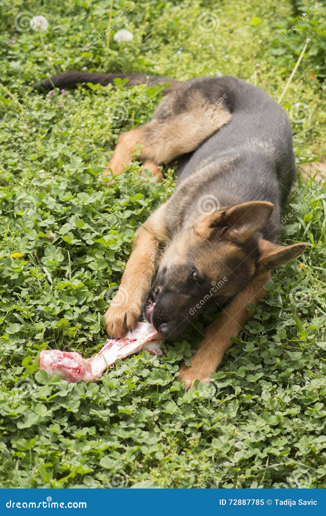 German Shepherd Puppy with Bone Stock Image - Image of doggy, animal ...