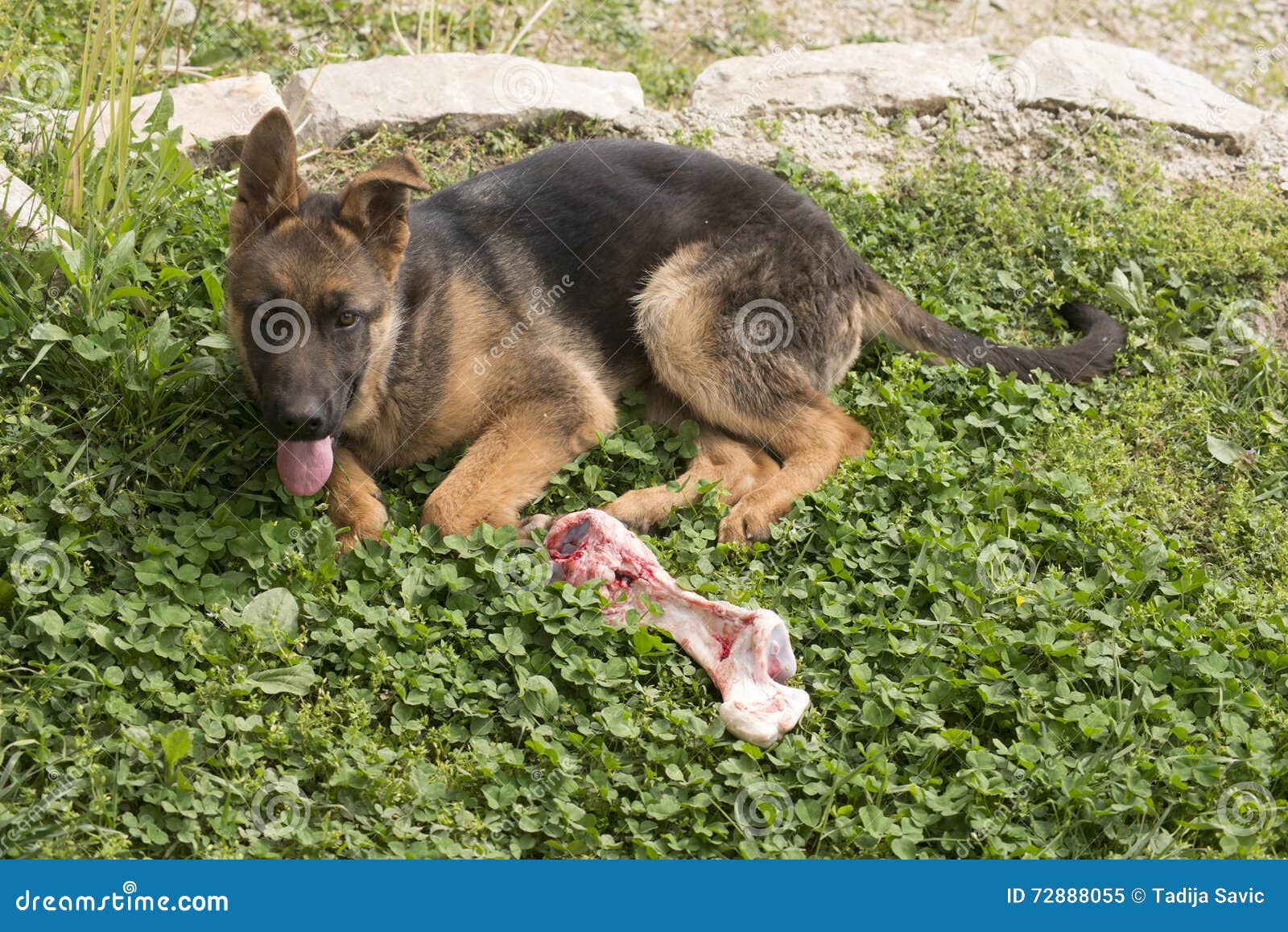 German Shepherd Puppy with Bone Stock Image - Image of german, bone ...