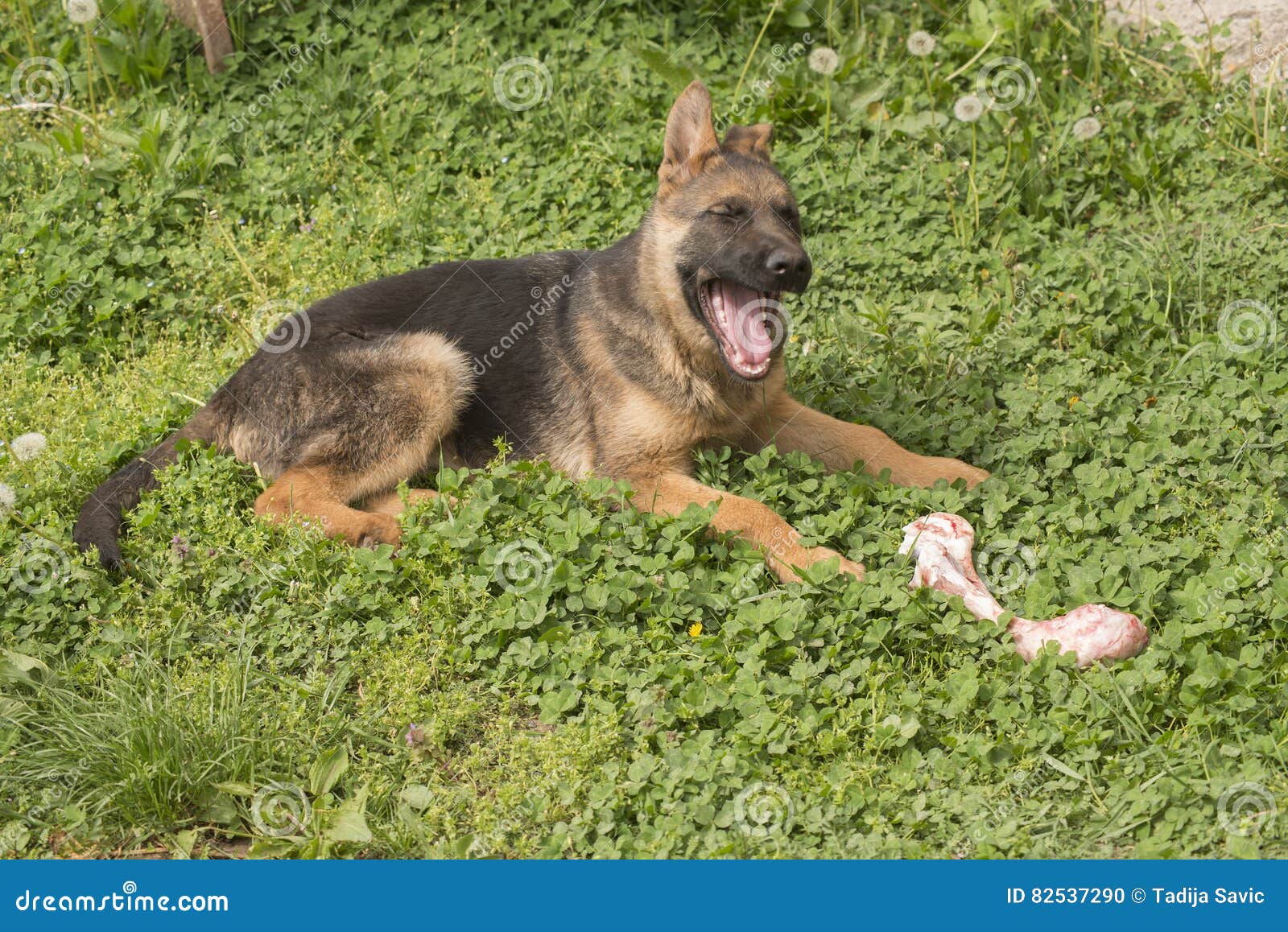 German Shepherd Puppy with Bone Stock Photo - Image of hairy, instinct ...