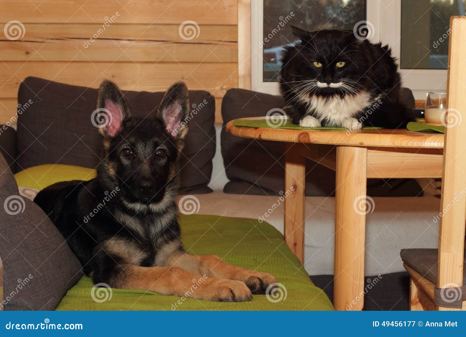 German Shepherd Puppy and Cat Stock Image - Image of nose, building ...