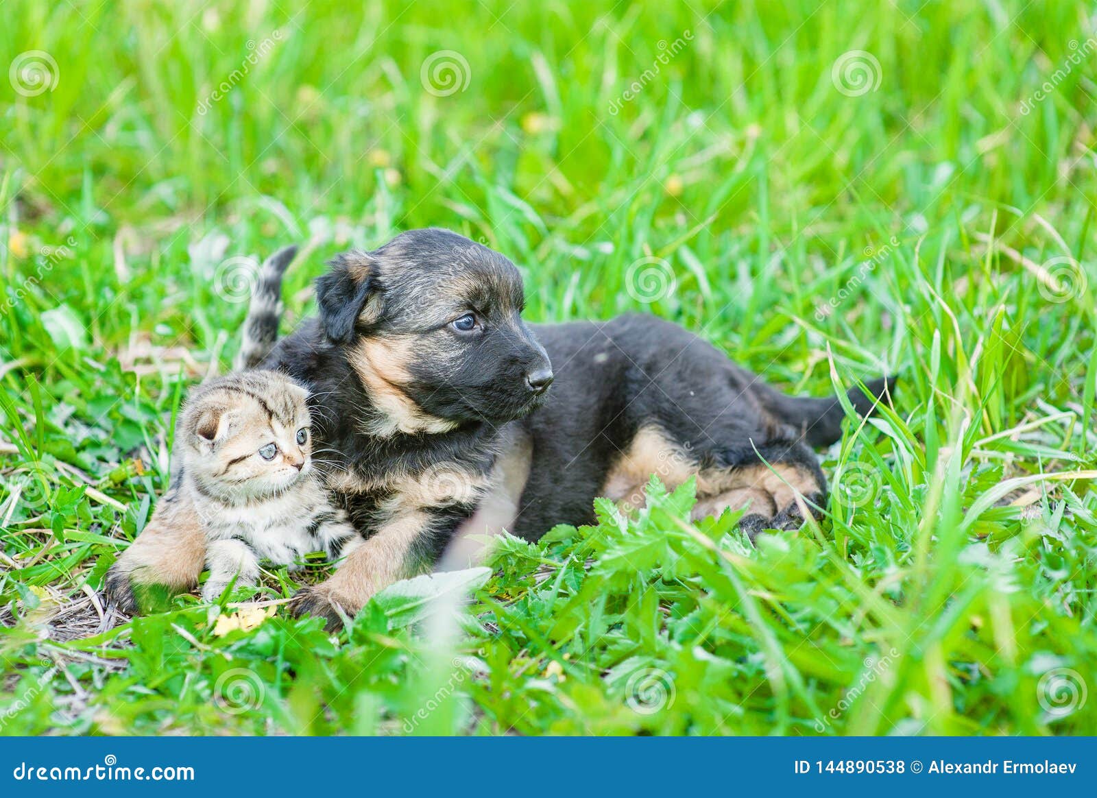 German Shepherd Puppy Embracing Tiny Kitten on Green Grass Stock Photo ...