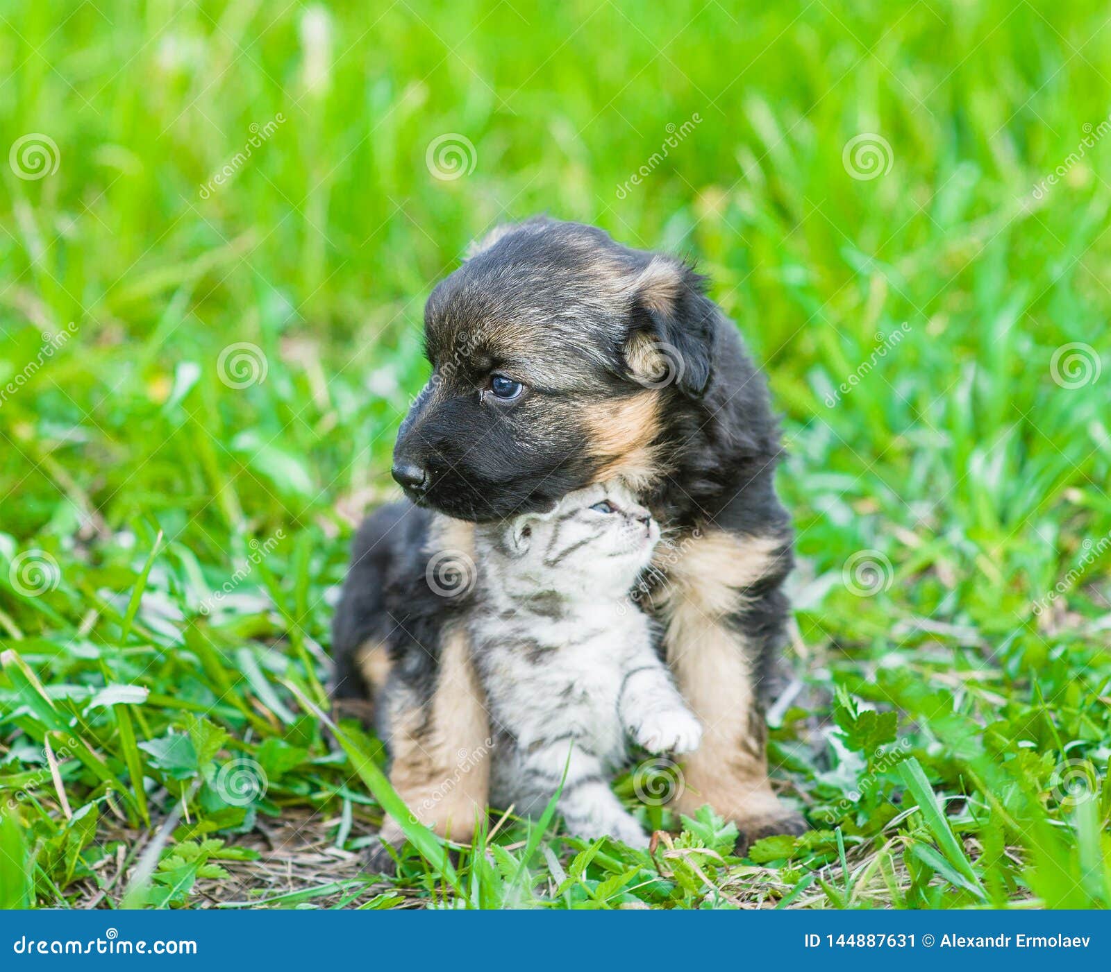 German Shepherd Puppy Hugging Tabby Kitten on Green Grass Stock Image ...