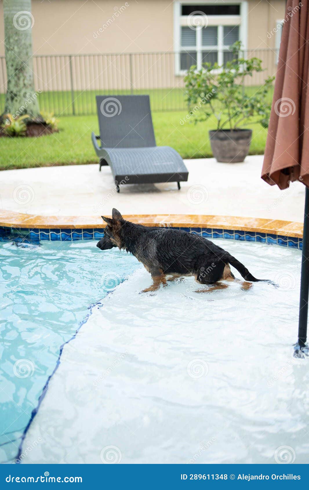 German Shepherd Puppy Jumping into Pool during a Hot Summer Day ...