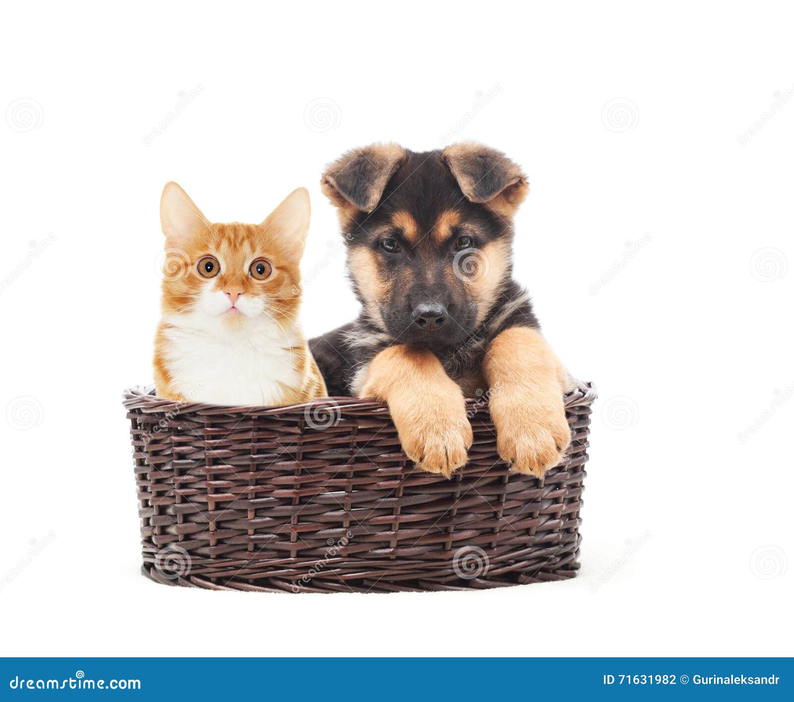 German Shepherd Puppy and Kitten in a Straw Basket Stock Photo - Image ...