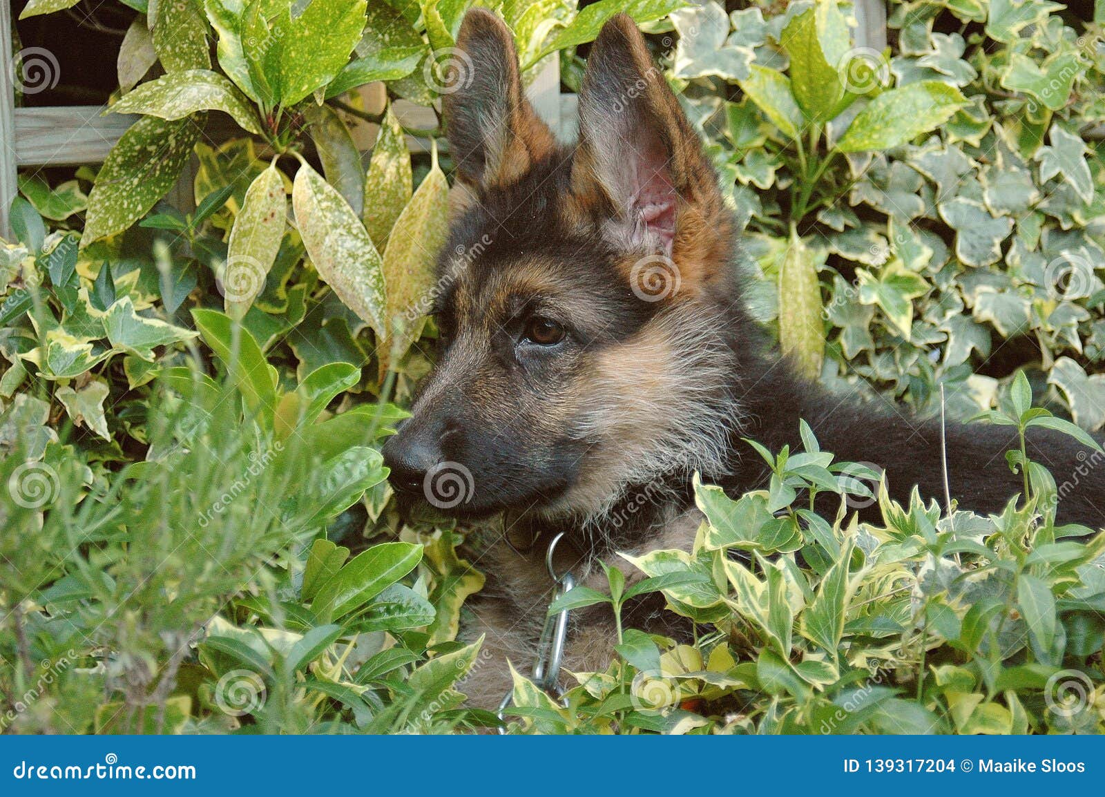 German Shepherd Puppy Dog in Garden Stock Photo - Image of adorable ...