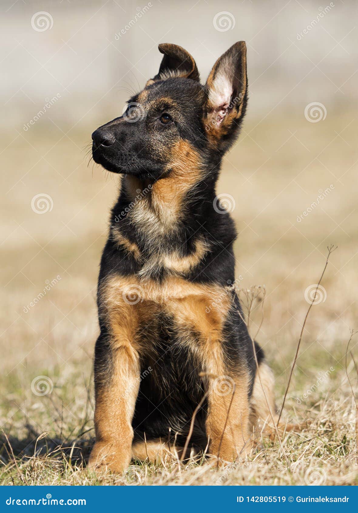 German Shepherd Puppy Outdoors Stock Image - Image of playful, friend ...
